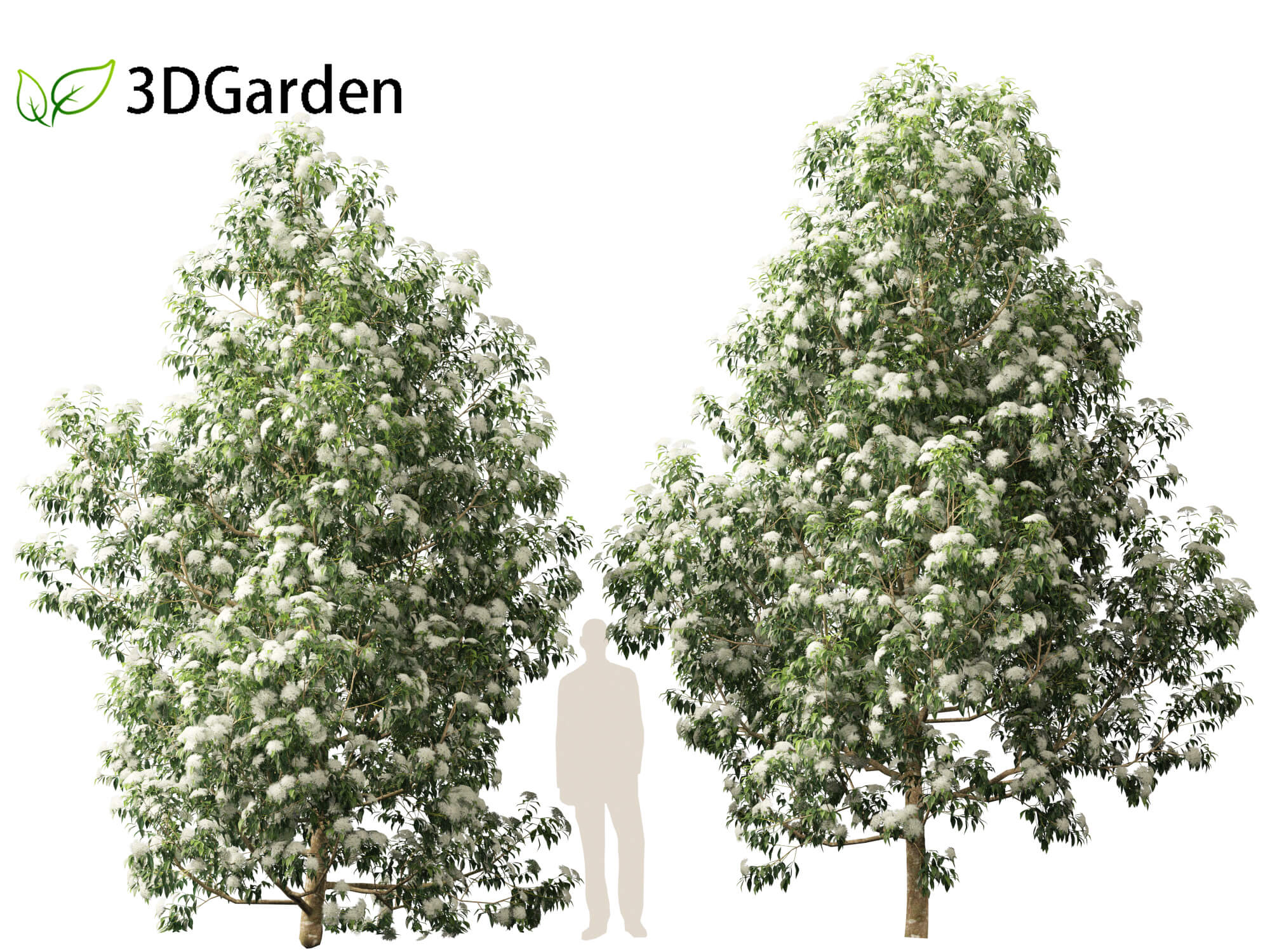 Backhousia Citriodora – Lemon Myrtle - 3D Model by 3dgardenplants