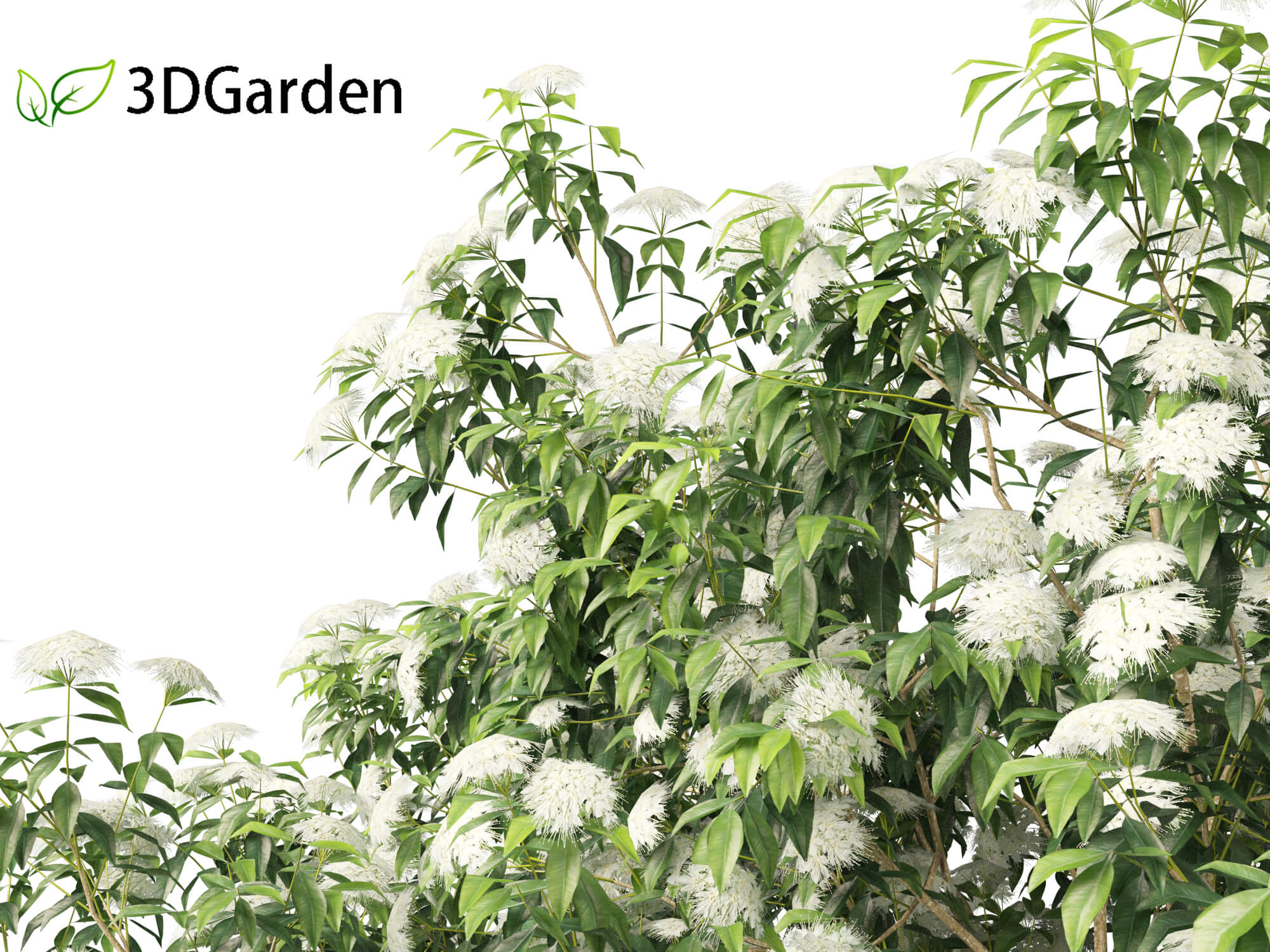 Backhousia Citriodora – Lemon Myrtle - 3D Model by 3dgardenplants