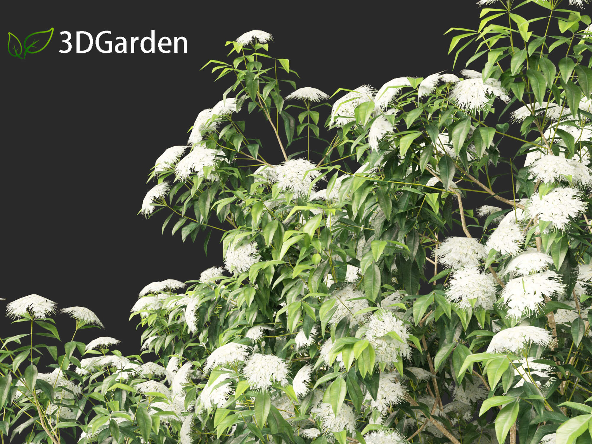 Backhousia Citriodora – Lemon Myrtle - 3D Model by 3dgardenplants