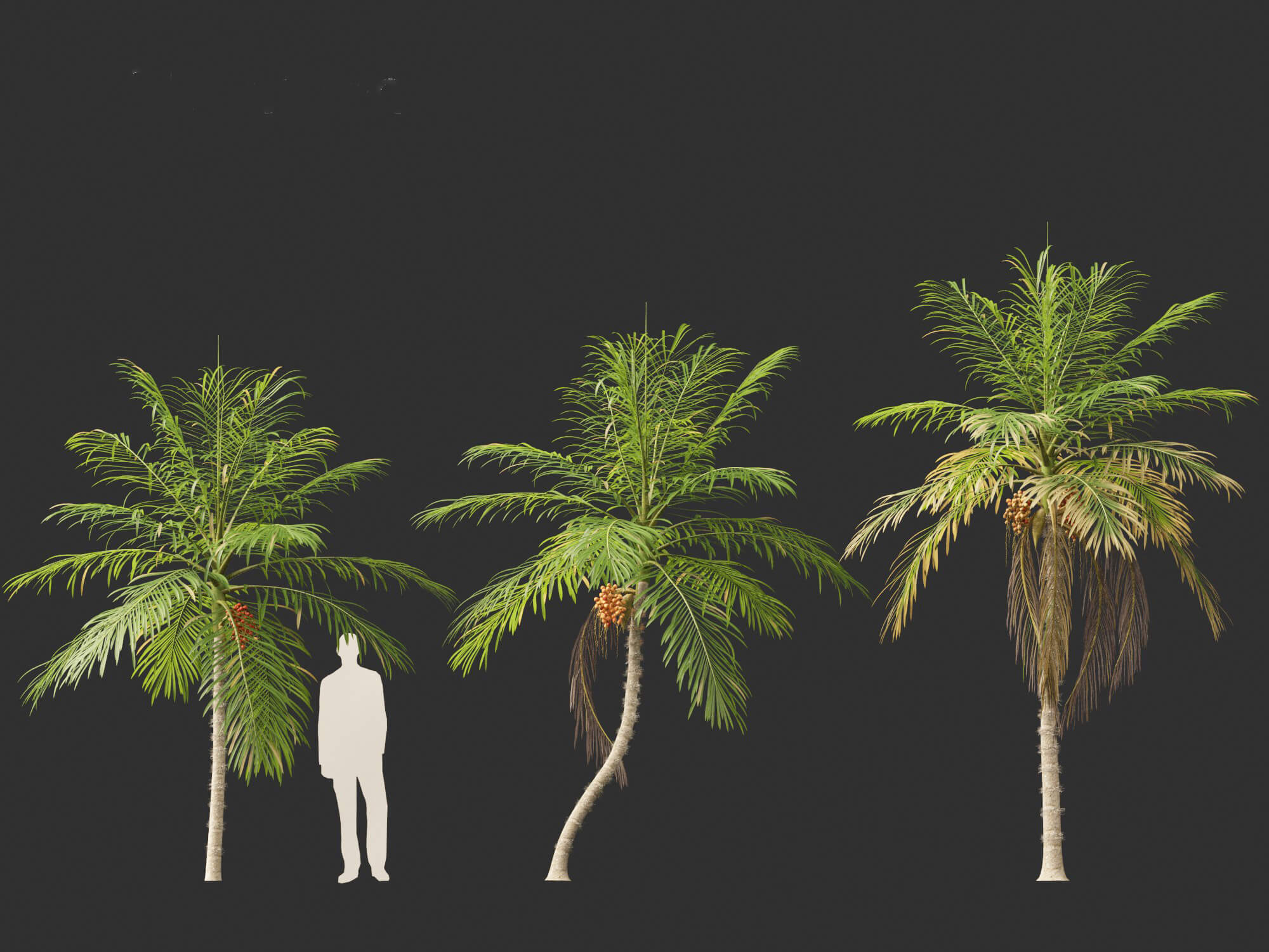 Bactris Gasipaes - Peach Palm 3D Model by 3dgardenplants