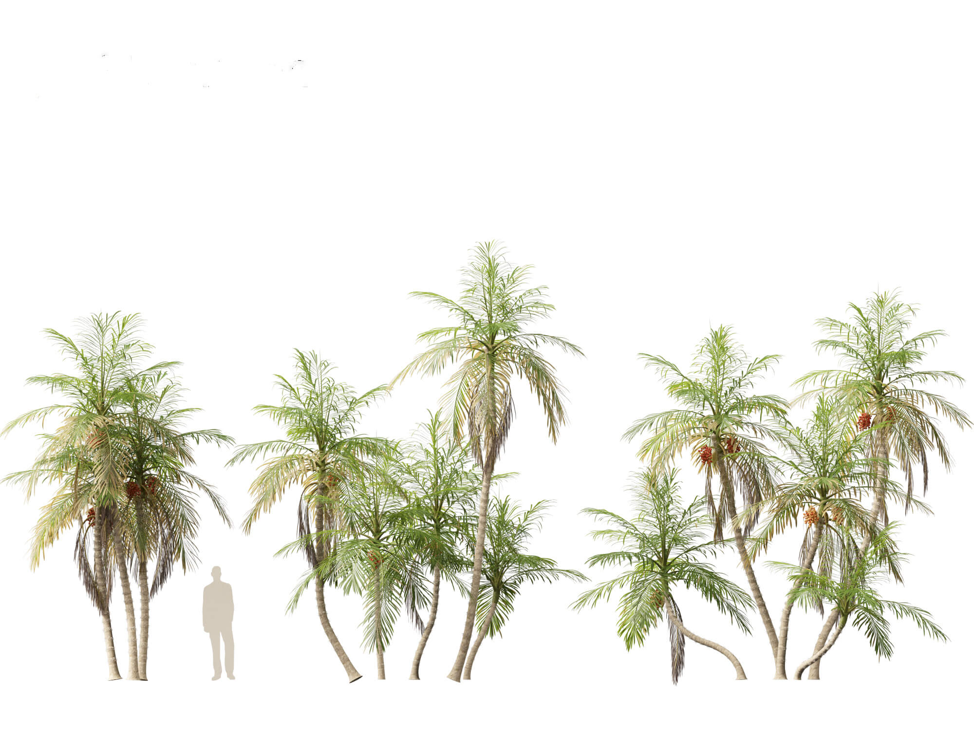 Bactris Gasipaes - Peach Palm 3D Model by 3dgardenplants