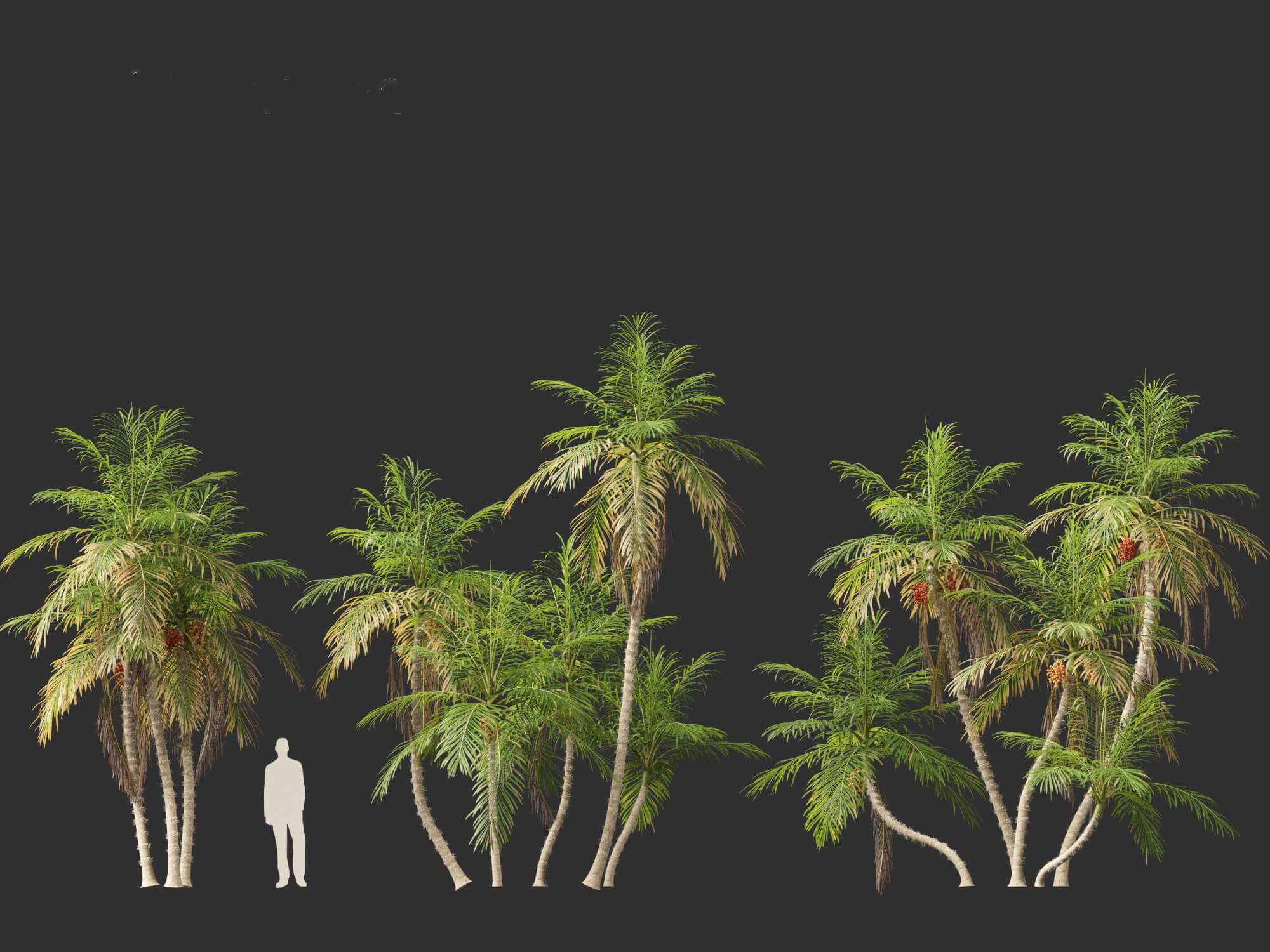 Bactris Gasipaes - Peach Palm 3D Model by 3dgardenplants