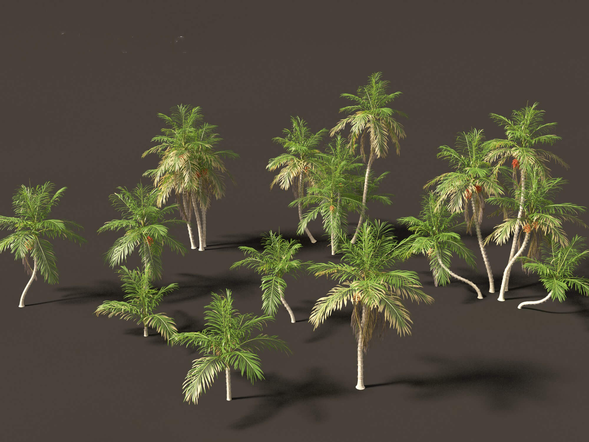 Bactris Gasipaes - Peach Palm 3D Model by 3dgardenplants