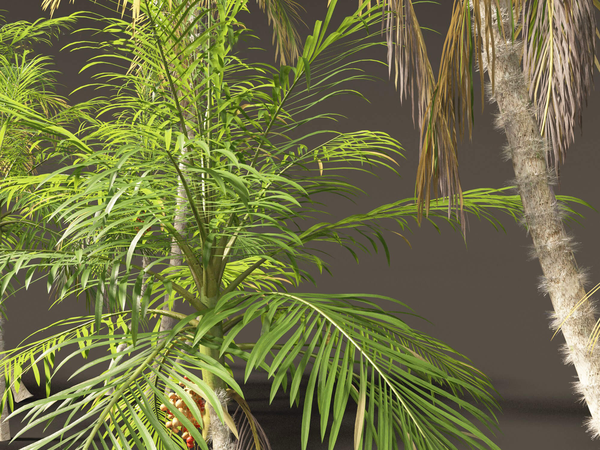 Bactris Gasipaes - Peach Palm 3D Model by 3dgardenplants