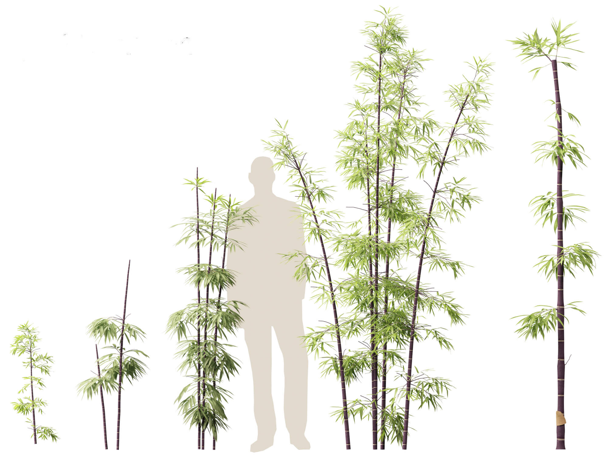 Bambusa Lako - Timor Black Bamboo 3D Model by 3dgardenplants