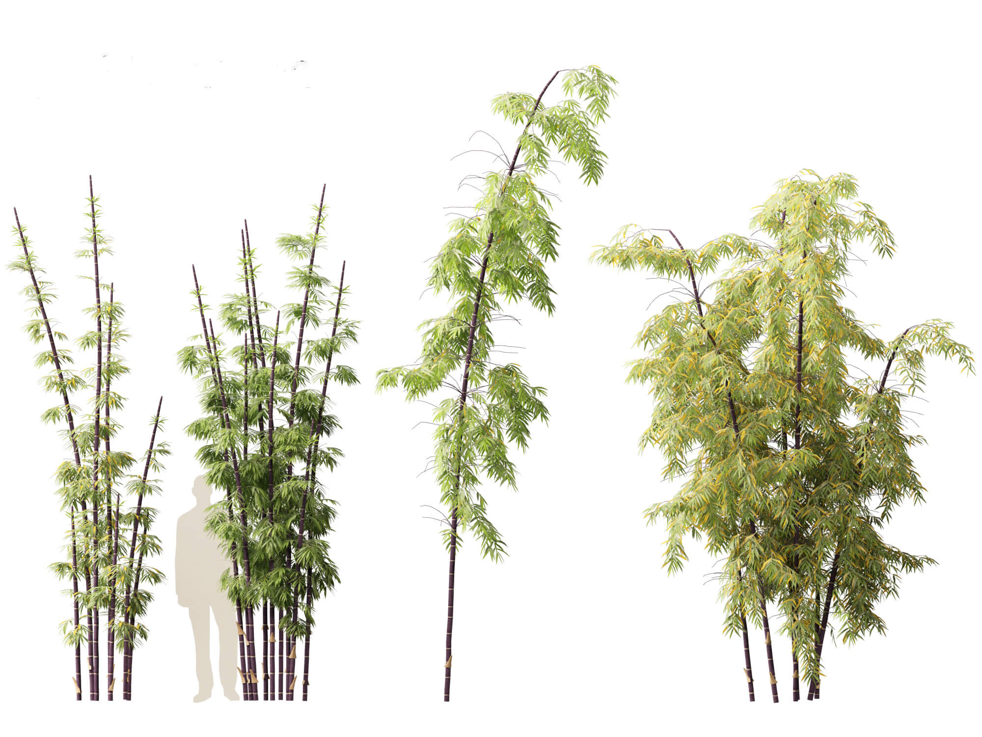 Bambusa Lako - Timor Black Bamboo 3D Model by 3dgardenplants