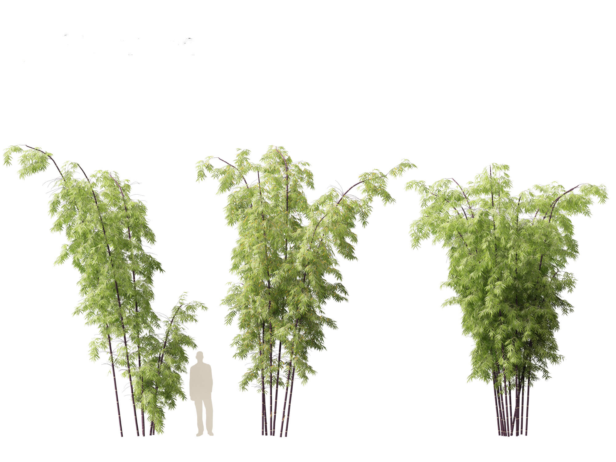 Bambusa Lako - Timor Black Bamboo 3D Model by 3dgardenplants