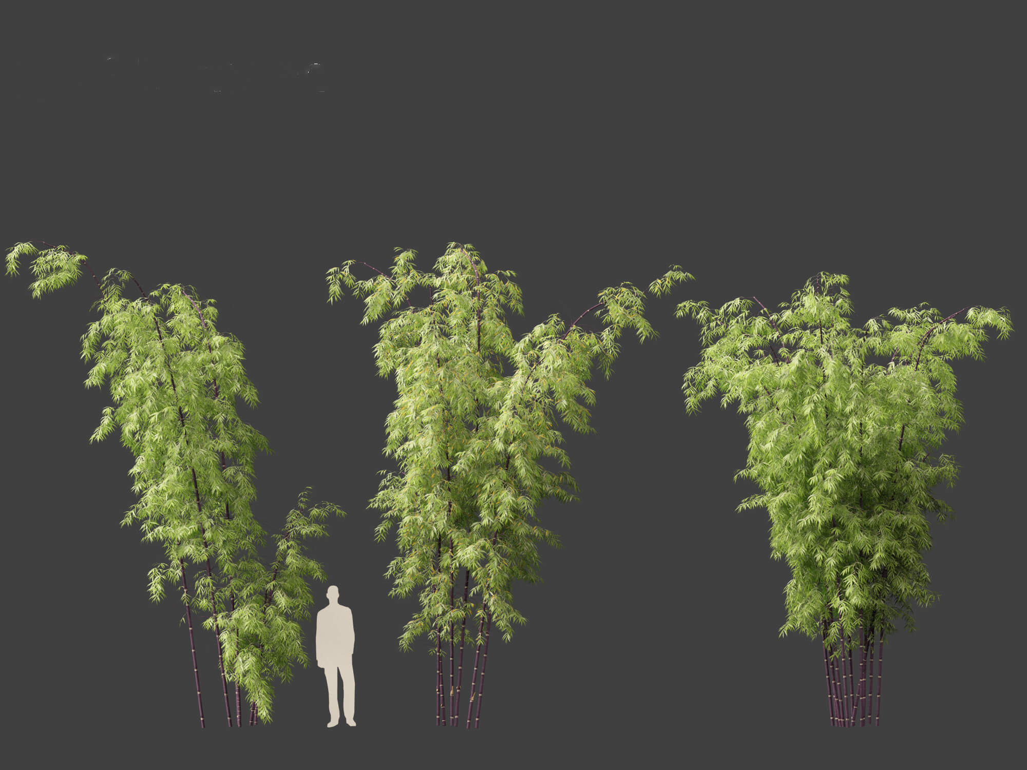 Bambusa Lako - Timor Black Bamboo 3D Model by 3dgardenplants