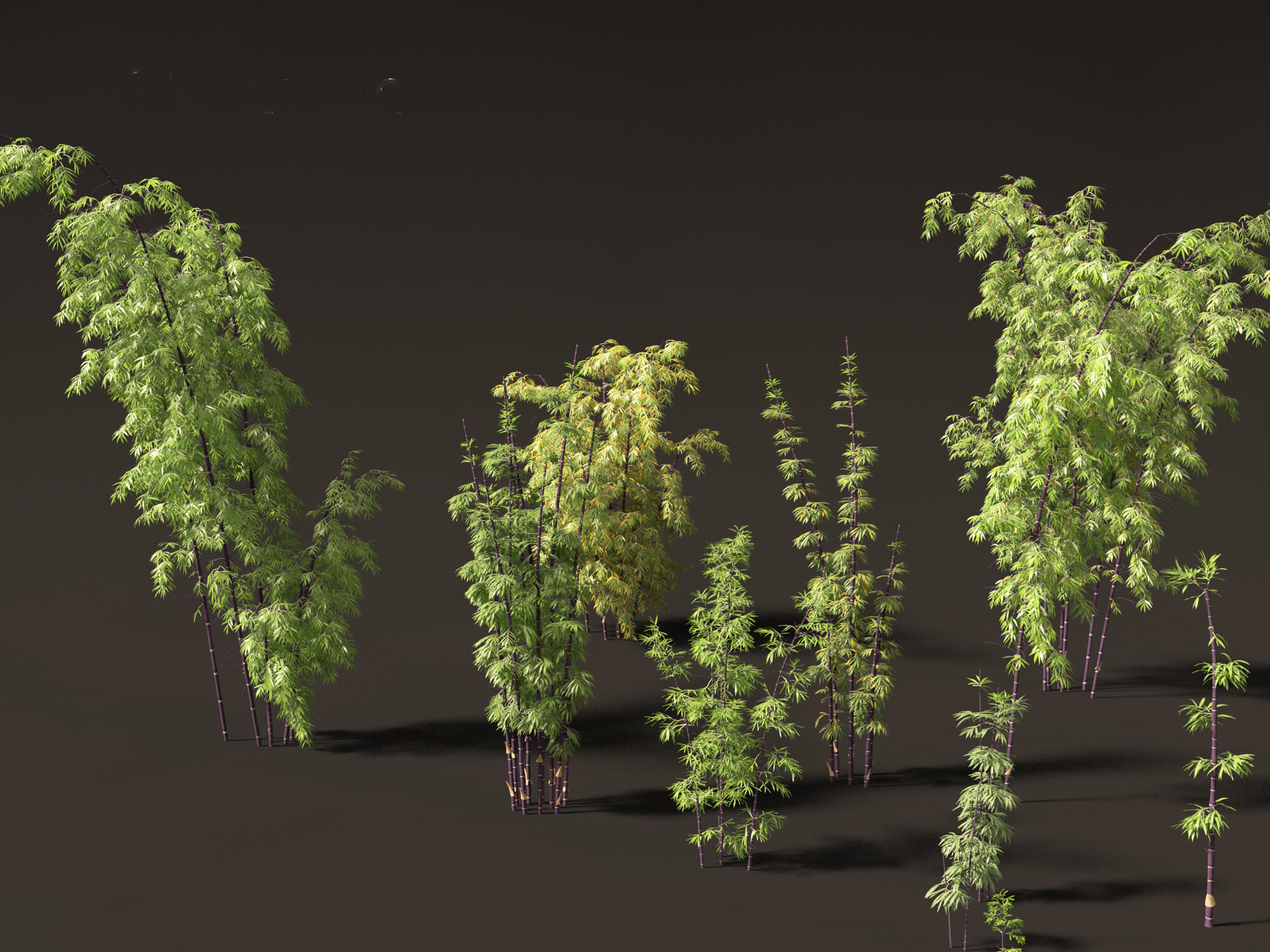 Bambusa Lako - Timor Black Bamboo 3D Model by 3dgardenplants