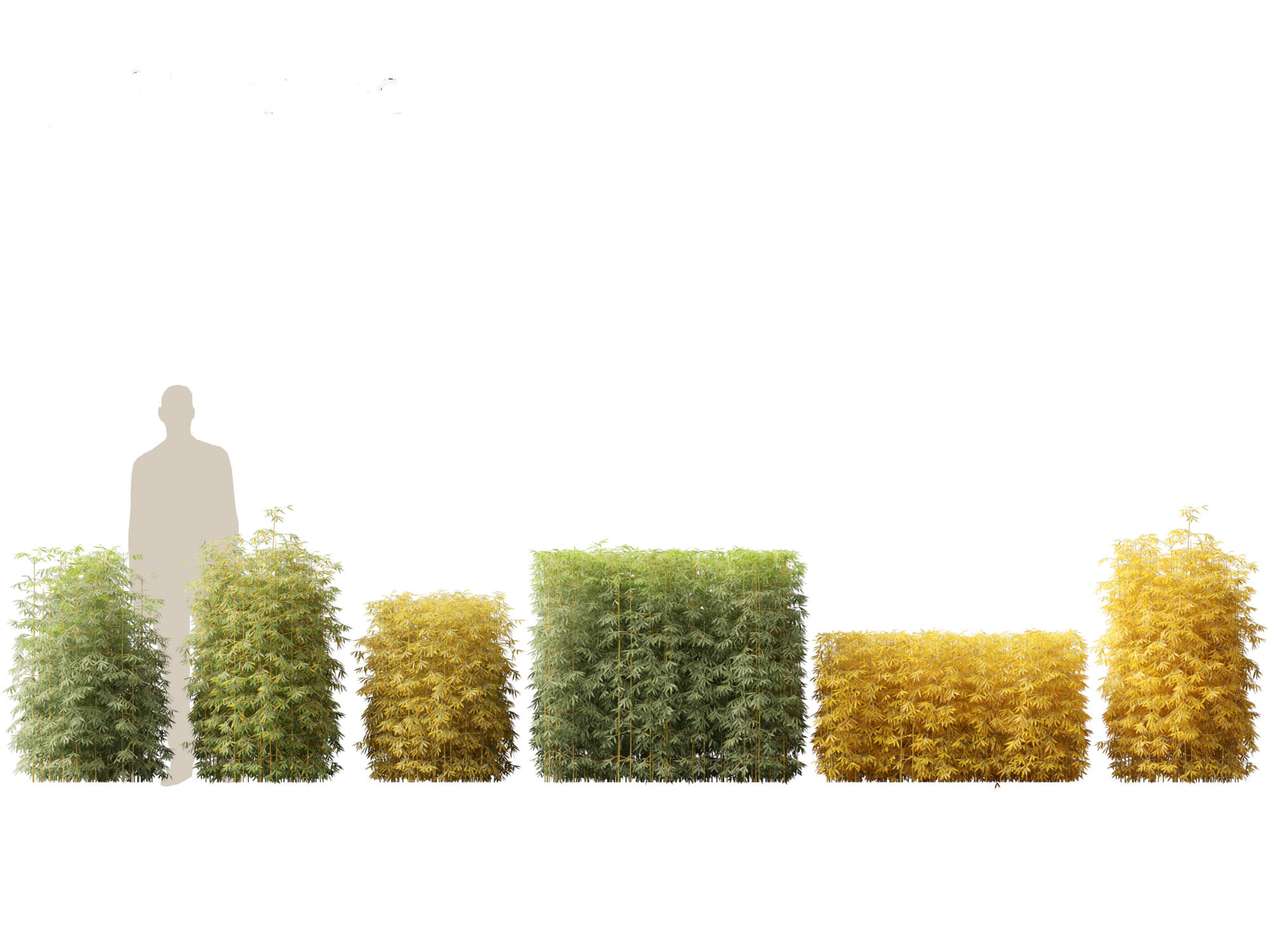 Bambusa Multiplex Fernleaf - Fernleaf Bamboo 01 3D Model by 3dgardenplants