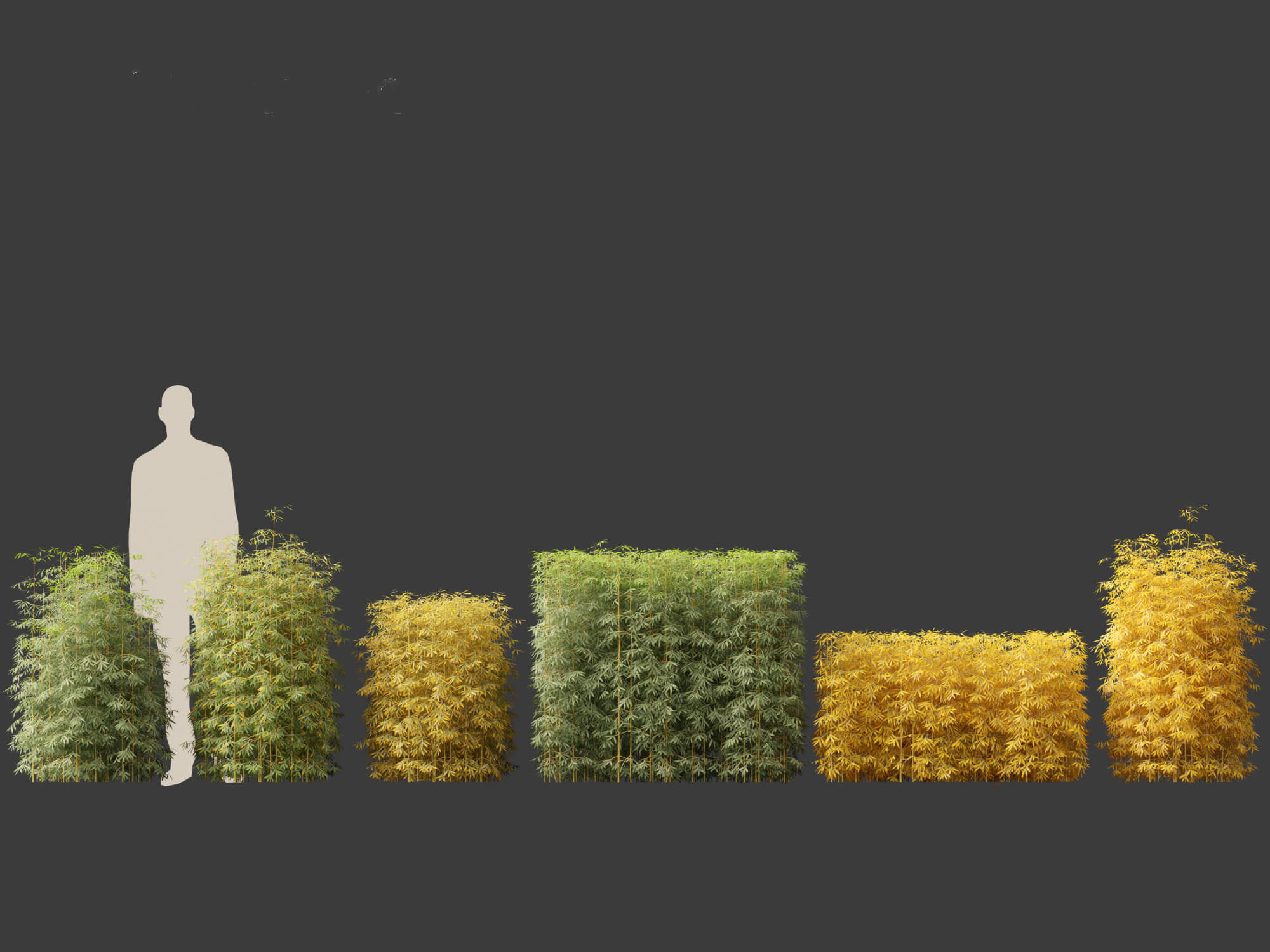 Bambusa Multiplex Fernleaf - Fernleaf Bamboo 01 3D Model by 3dgardenplants