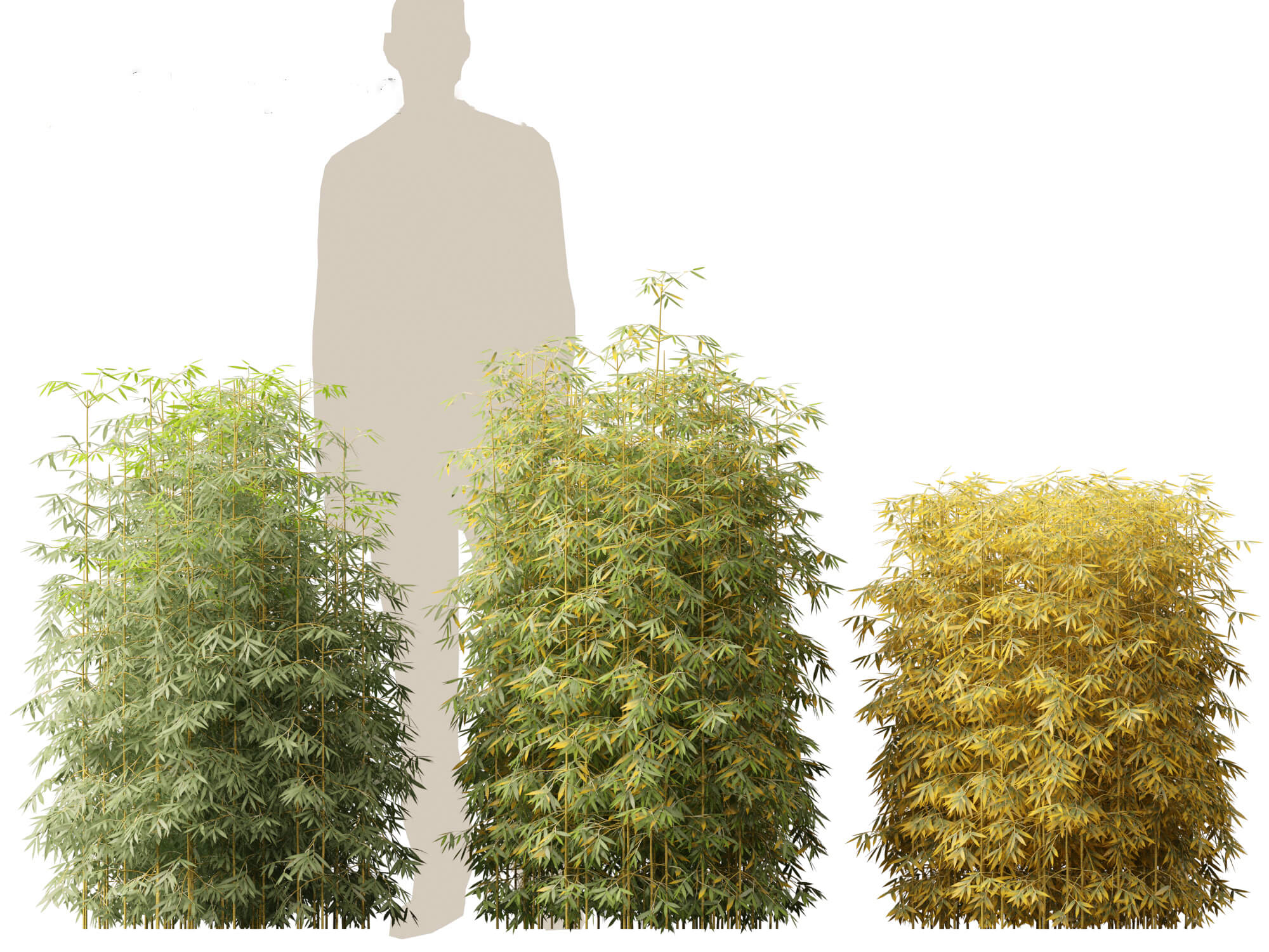 Bambusa Multiplex Fernleaf - Fernleaf Bamboo 01 3D Model by 3dgardenplants