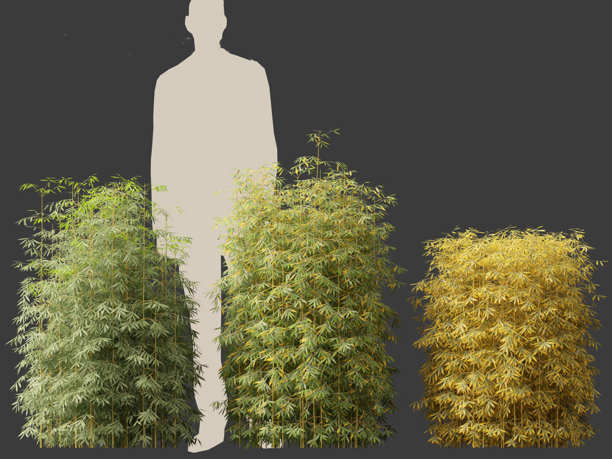 Bambusa Multiplex Fernleaf - Fernleaf Bamboo 01 3D Model by 3dgardenplants