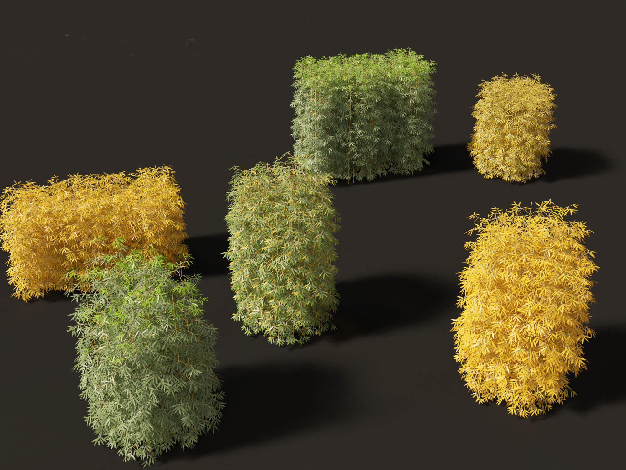 Bambusa Multiplex Fernleaf - Fernleaf Bamboo 01 3D Model by 3dgardenplants