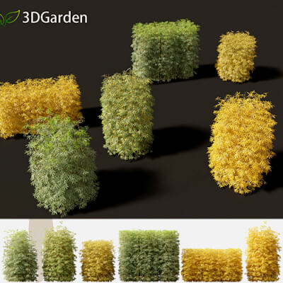 Bambusa Multiplex Fernleaf - Fernleaf Bamboo 01 3D Model by 3dgardenplants