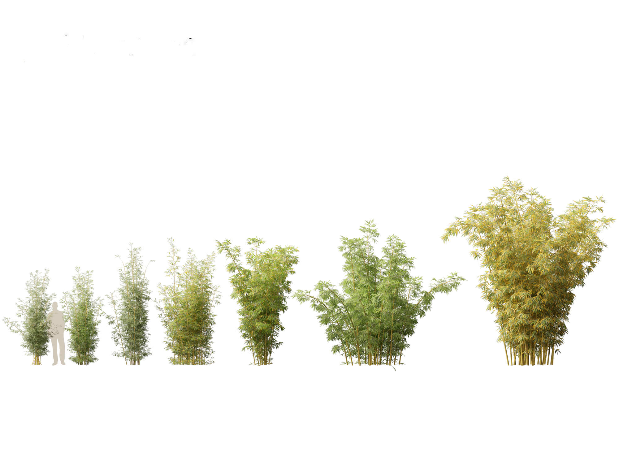 Bambusa Multiplex Fernleaf - Fernleaf Bamboo 02 3D Model by 3dgardenplants