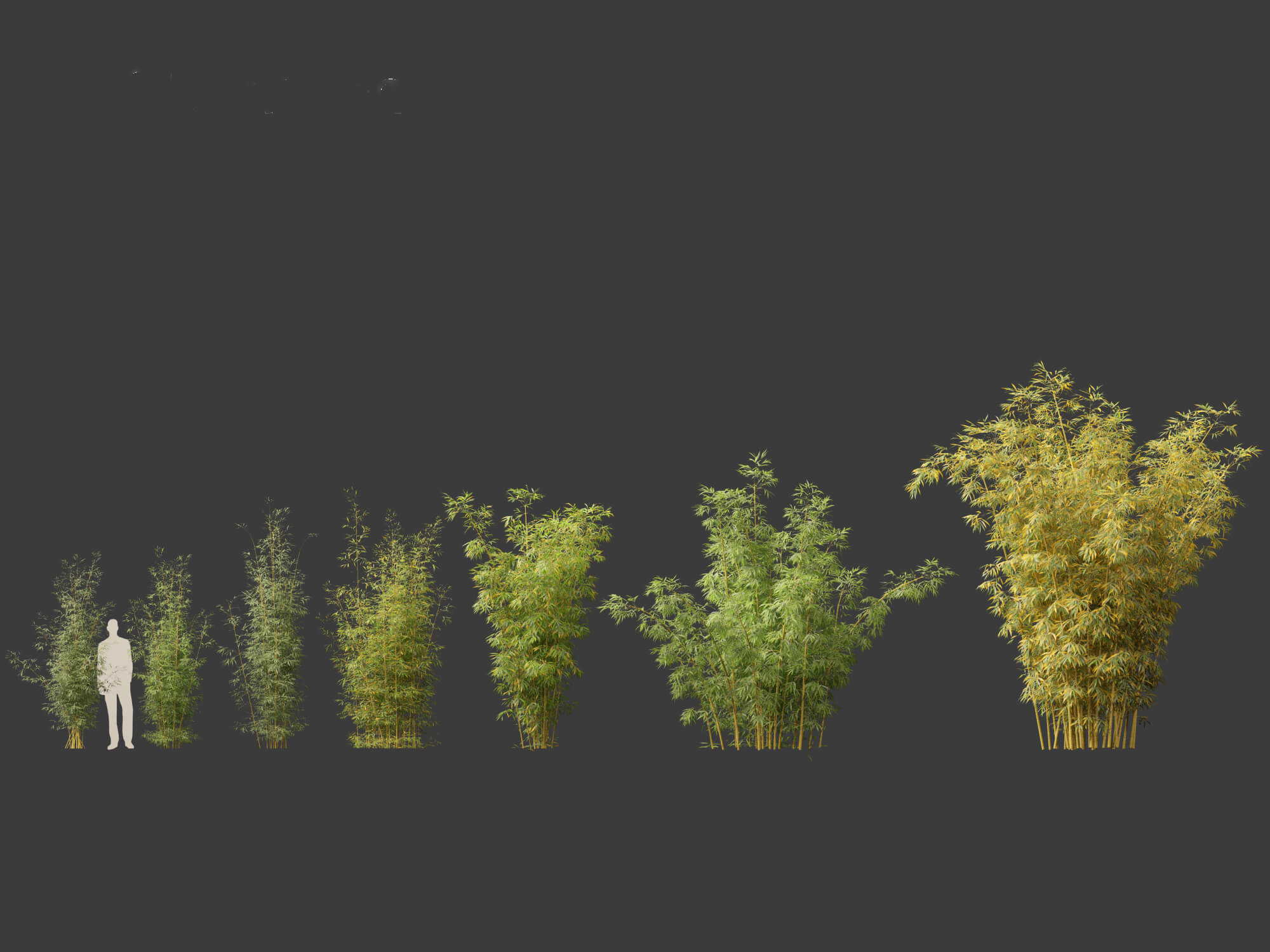 Bambusa Multiplex Fernleaf - Fernleaf Bamboo 02 3D Model by 3dgardenplants