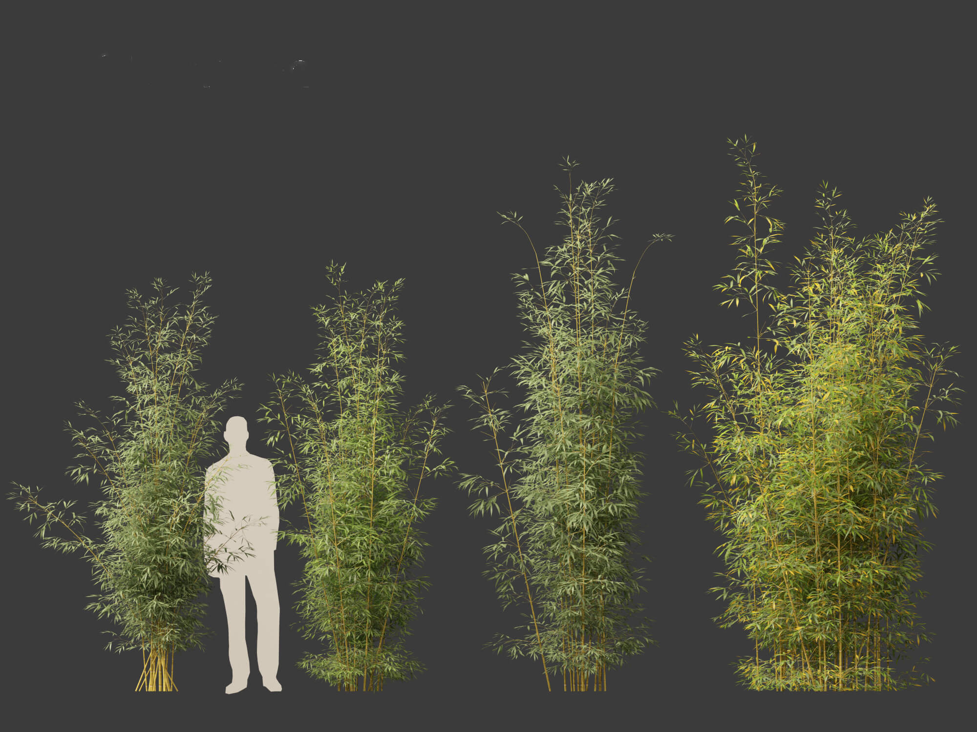 Bambusa Multiplex Fernleaf - Fernleaf Bamboo 02 3D Model by 3dgardenplants