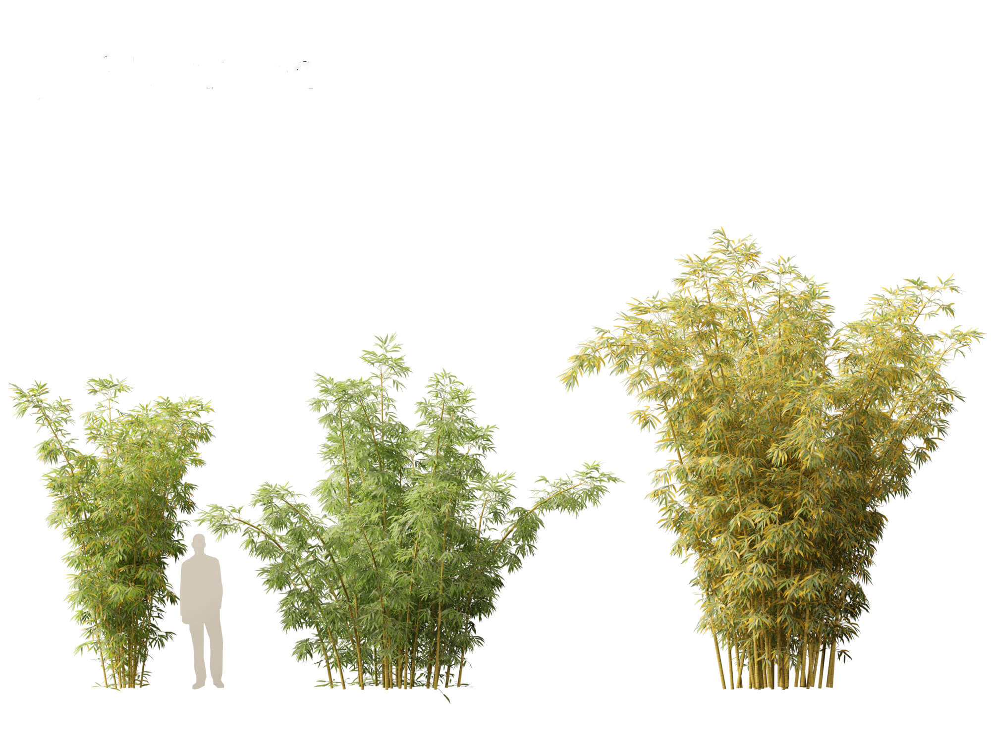 Bambusa Multiplex Fernleaf - Fernleaf Bamboo 02 3D Model by 3dgardenplants