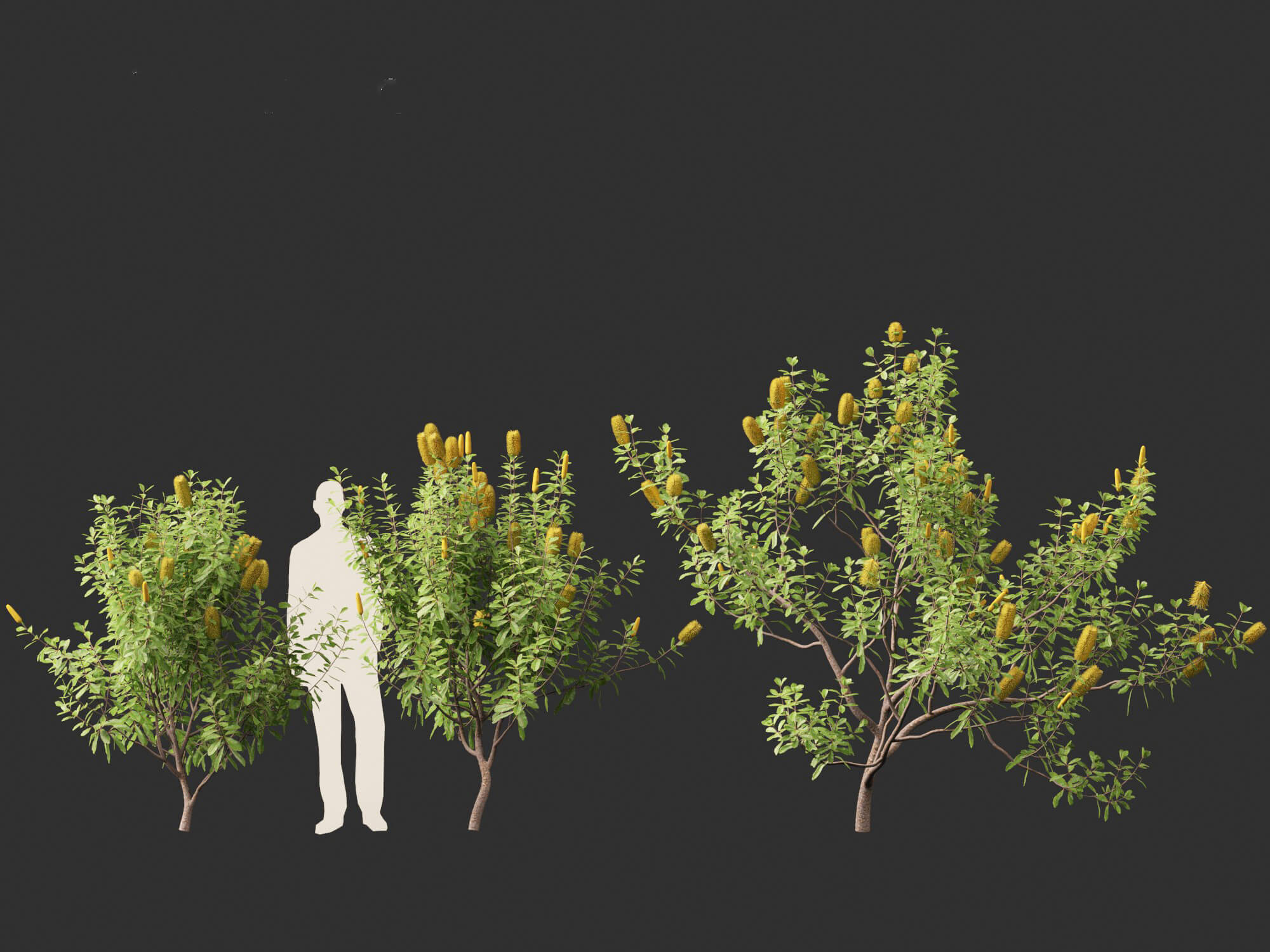 Banksia Integrifolia - Coast Banksia 3D Model by 3dgardenplants
