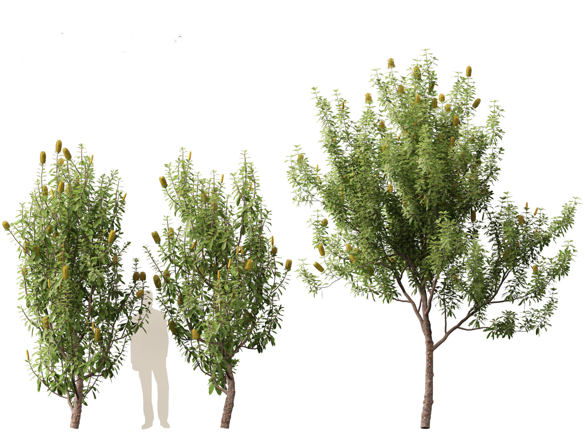 Banksia Integrifolia - Coast Banksia 3D Model by 3dgardenplants
