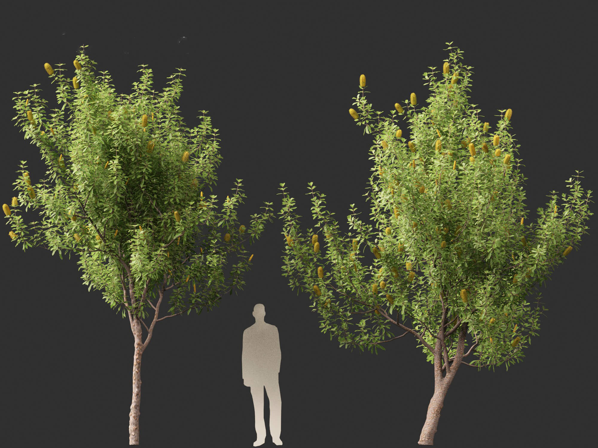 Banksia Integrifolia - Coast Banksia 3D Model by 3dgardenplants