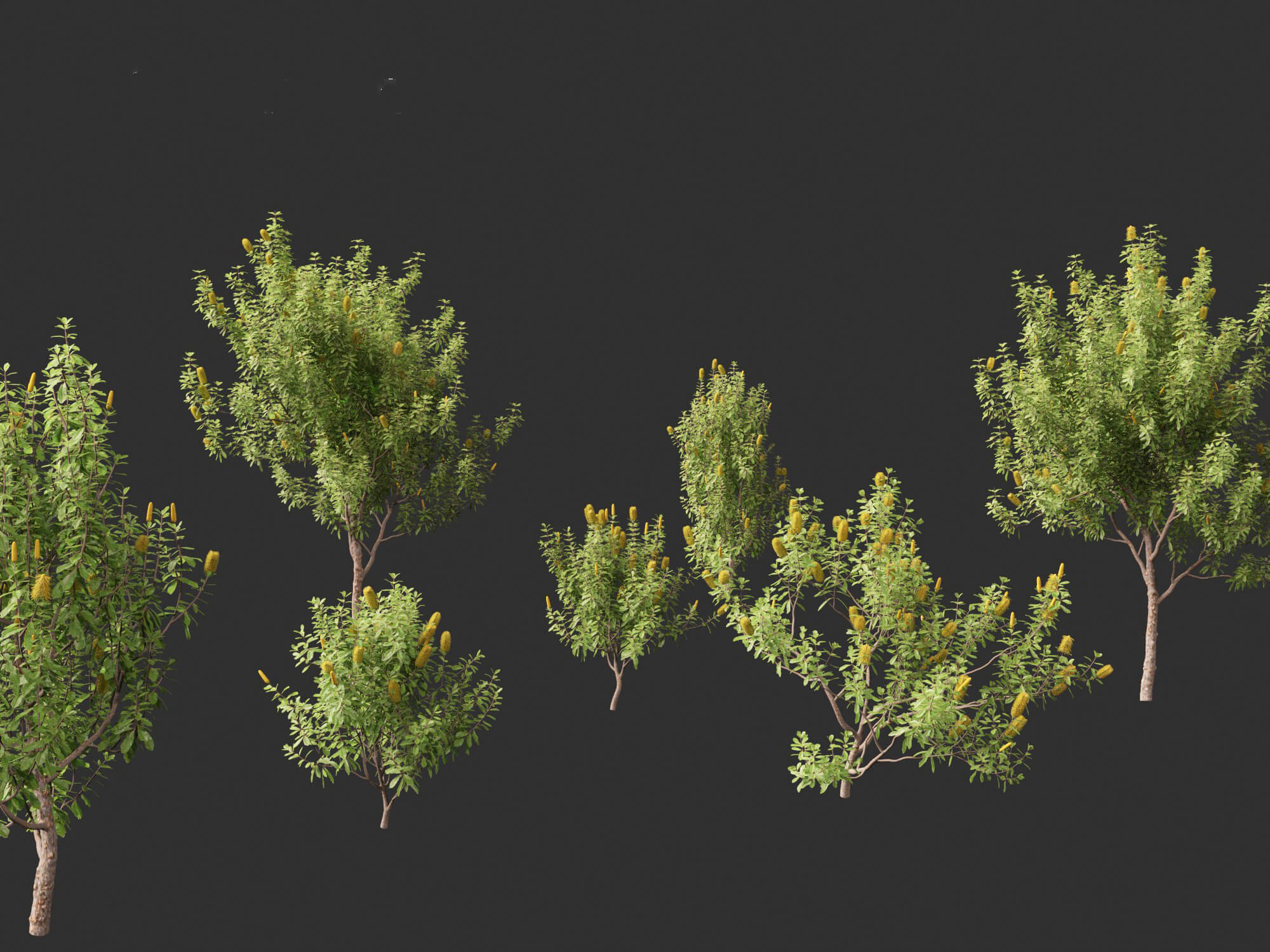Banksia Integrifolia - Coast Banksia 3D Model by 3dgardenplants