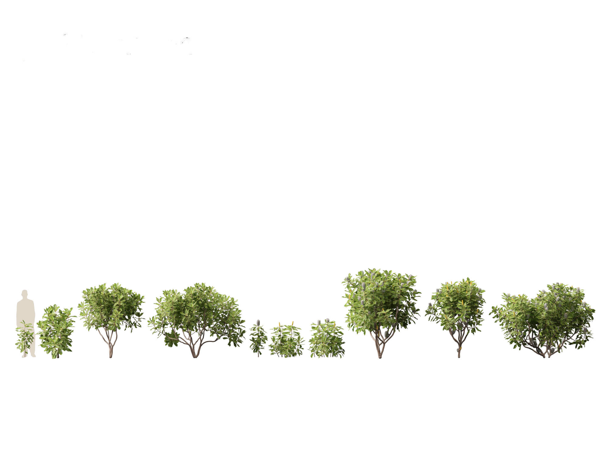 Banksia Robur - Swamp Banksia 3D Model by 3dgardenplants