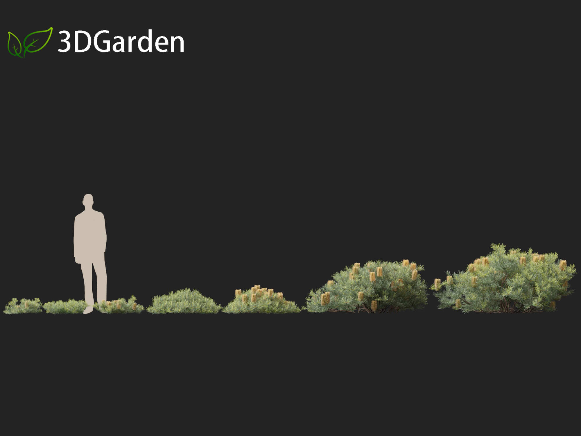 Banksia Spinulosa Cherry Candles - 3D Model by 3dgardenplants