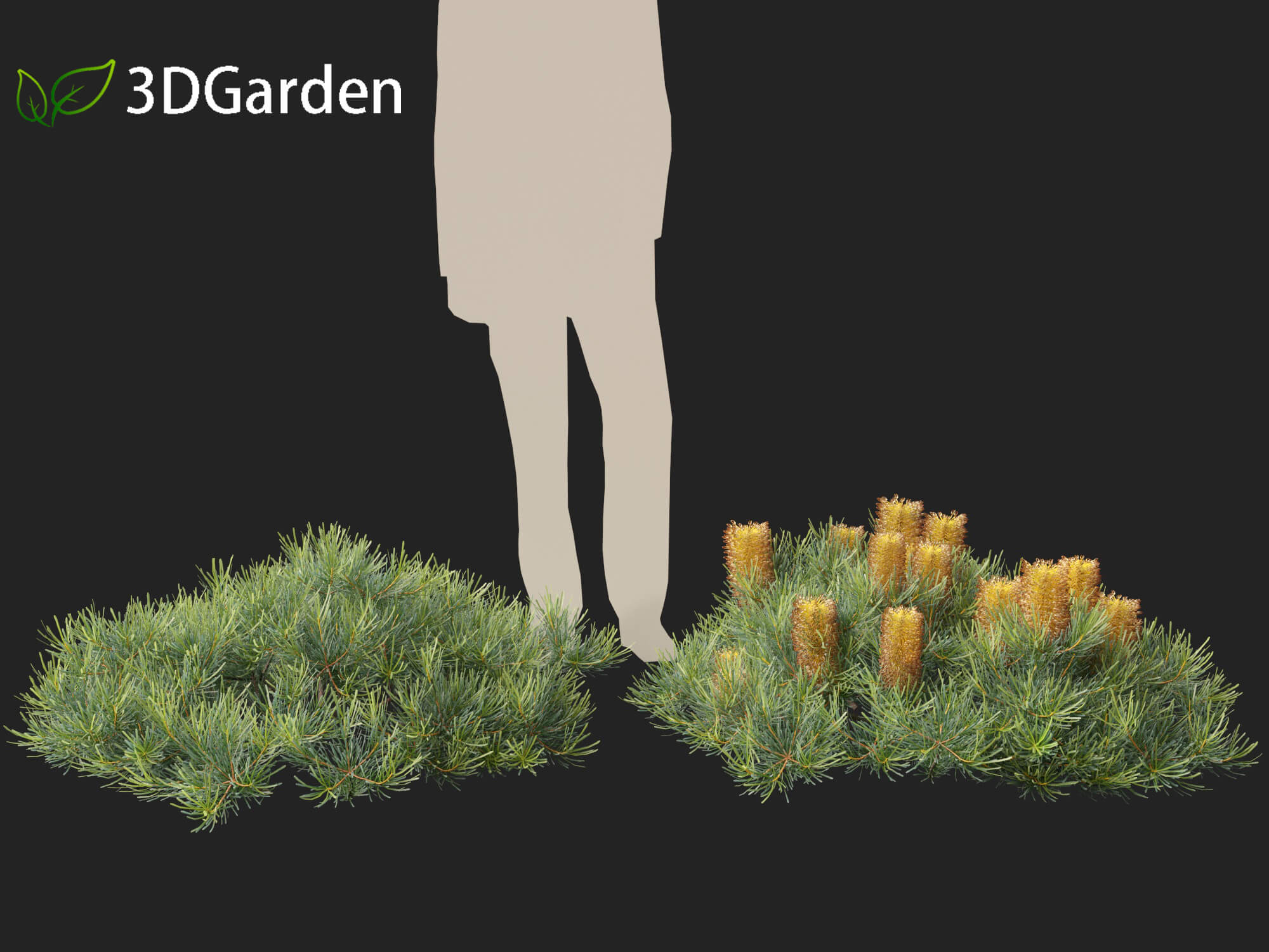 Banksia Spinulosa Cherry Candles - 3D Model by 3dgardenplants