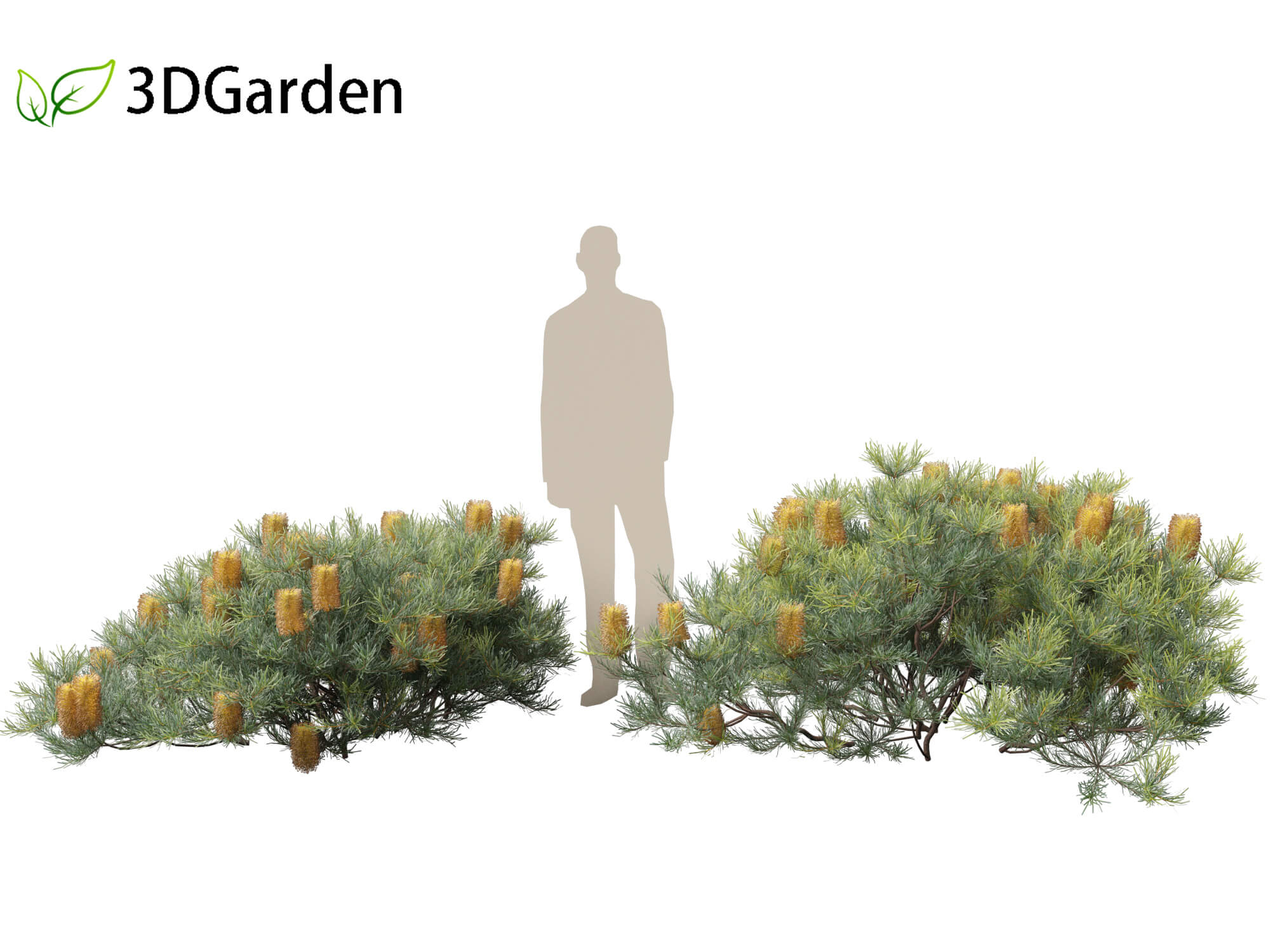 Banksia Spinulosa Cherry Candles - 3D Model by 3dgardenplants