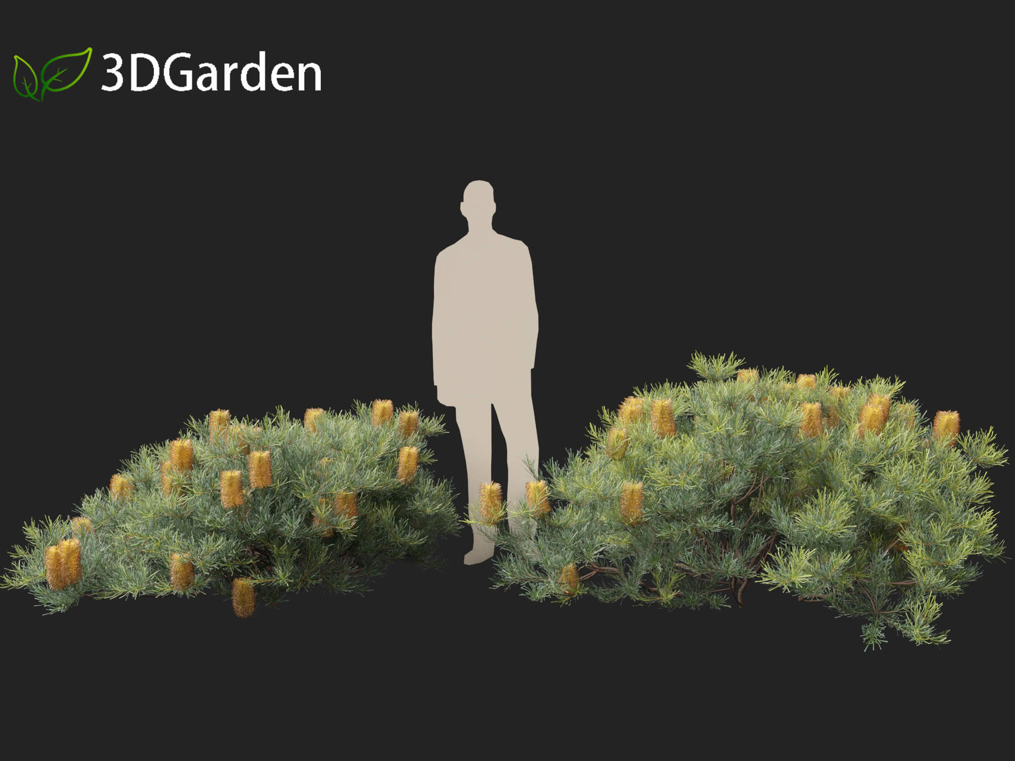 Banksia Spinulosa Cherry Candles - 3D Model by 3dgardenplants