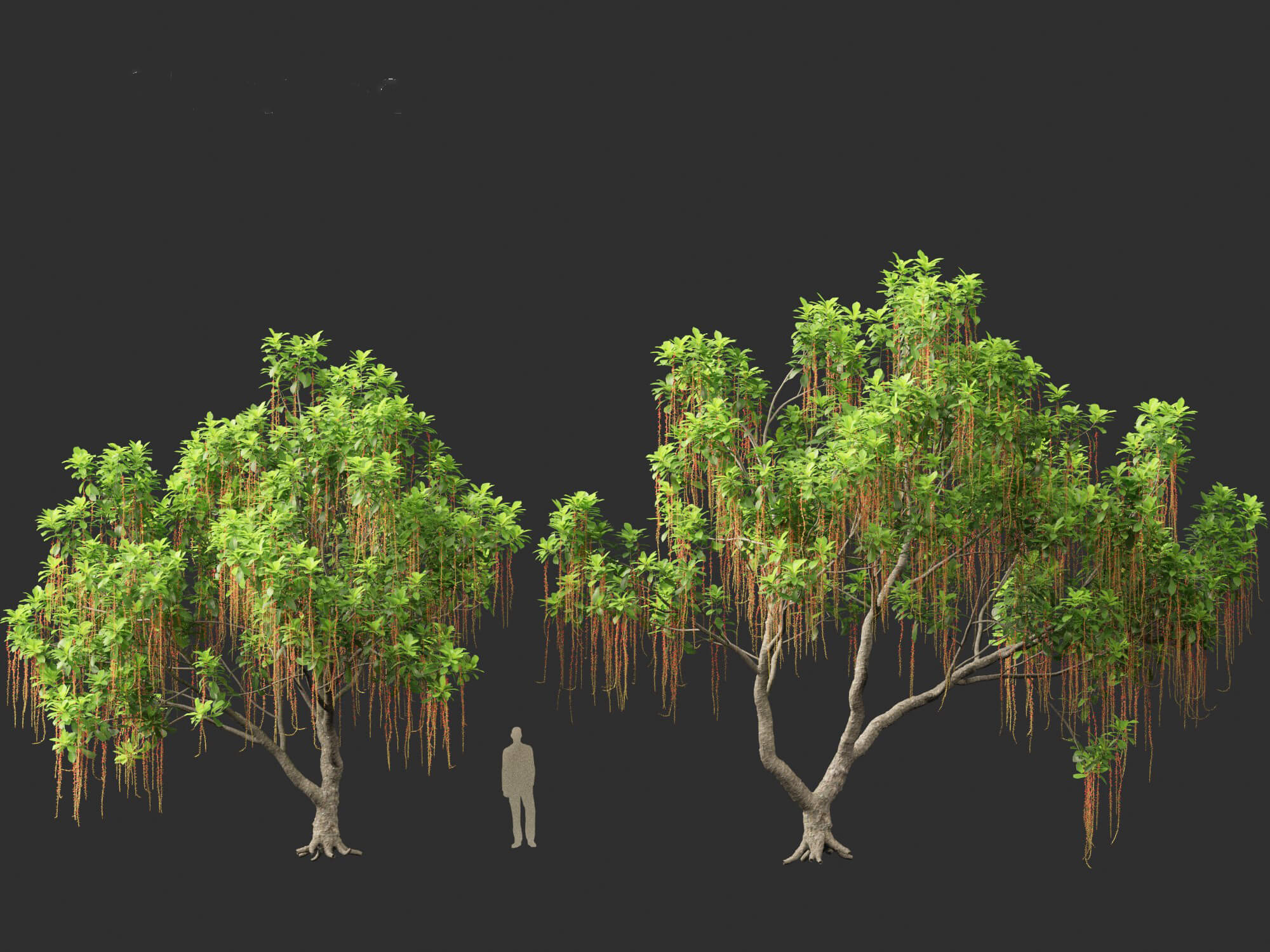 Barringtonia Acutangula - Freshwater Mangrove 3D Model by 3dgardenplants