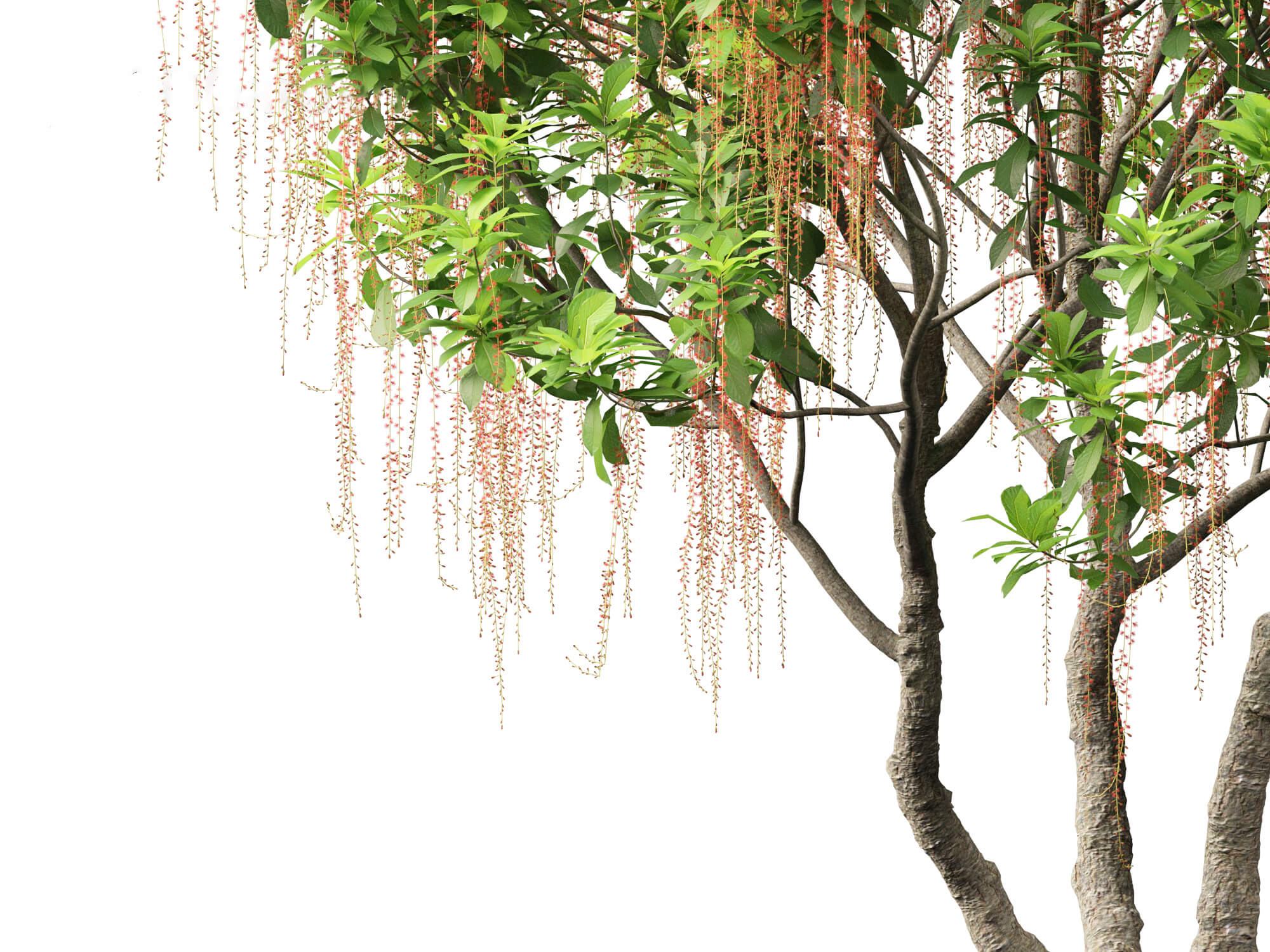 Barringtonia Acutangula - Freshwater Mangrove 3D Model by 3dgardenplants
