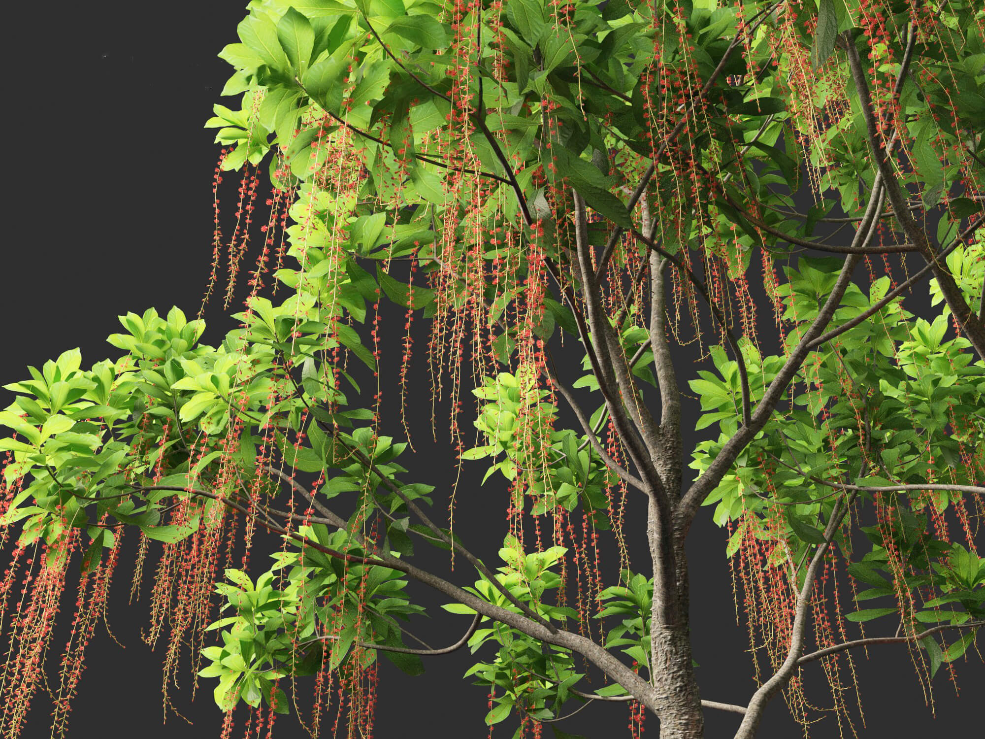 Barringtonia Acutangula - Freshwater Mangrove 3D Model by 3dgardenplants