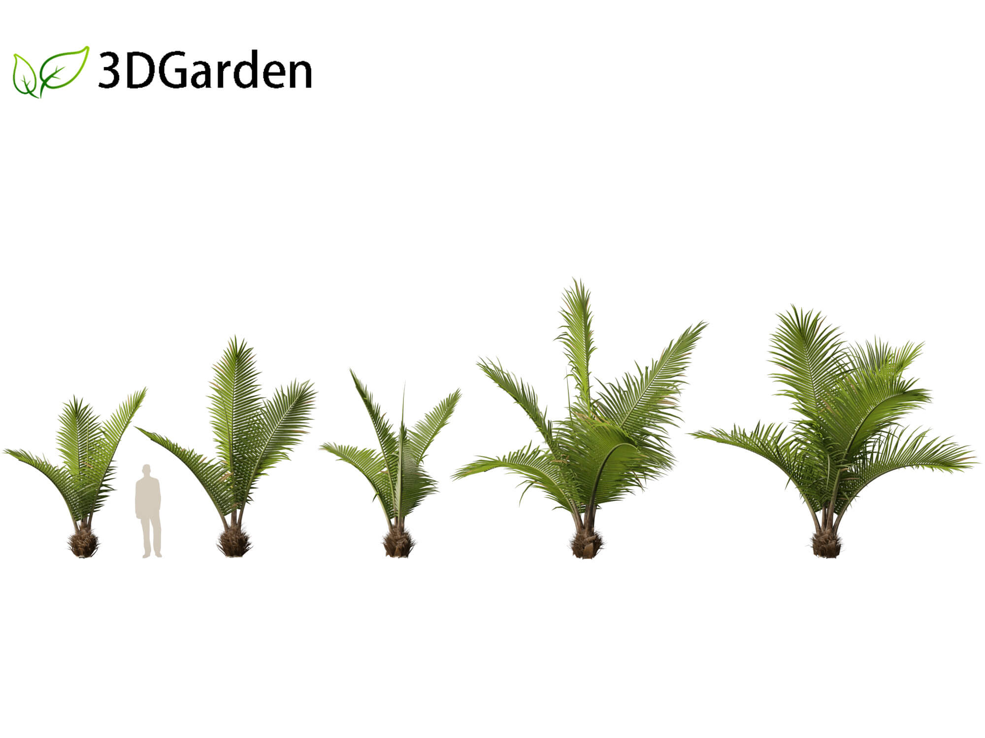 Beccariophoenix Alfredii - High Plateau Coconut Palm 01 3D Model by ...