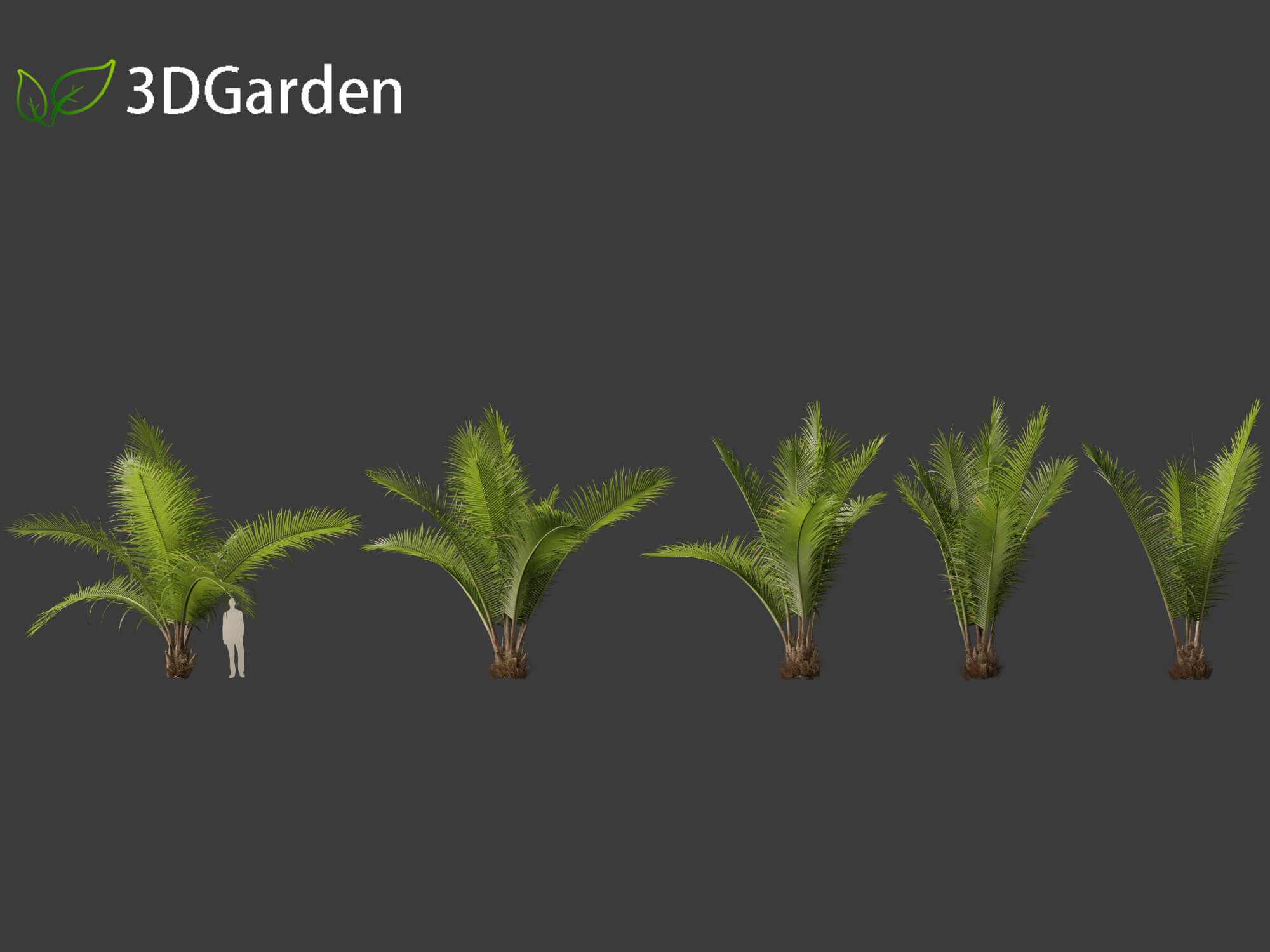 Beccariophoenix Alfredii - High Plateau Coconut Palm 01 3D Model by ...