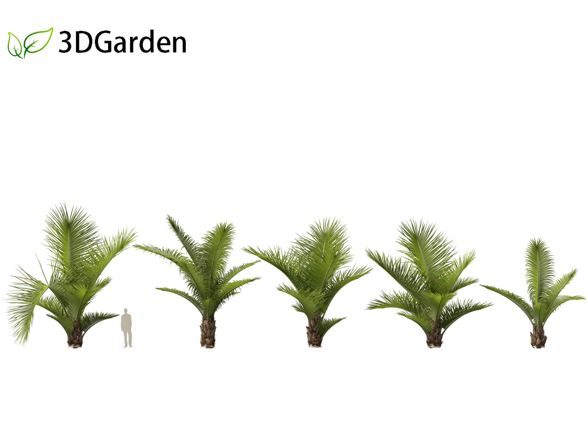 Beccariophoenix Alfredii - High Plateau Coconut Palm 01 3D Model by ...