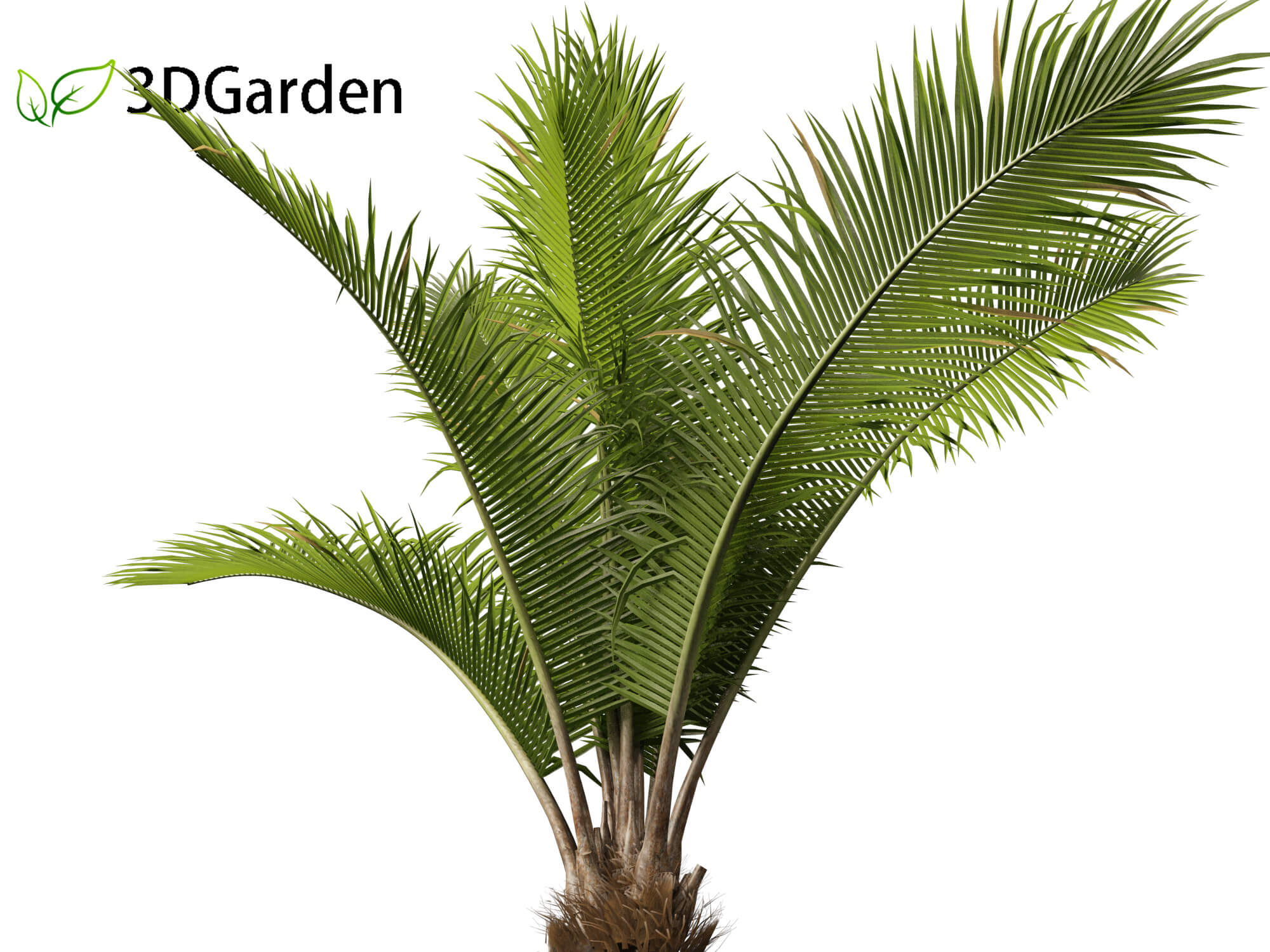 Beccariophoenix Alfredii - High Plateau Coconut Palm 01 3D Model by ...