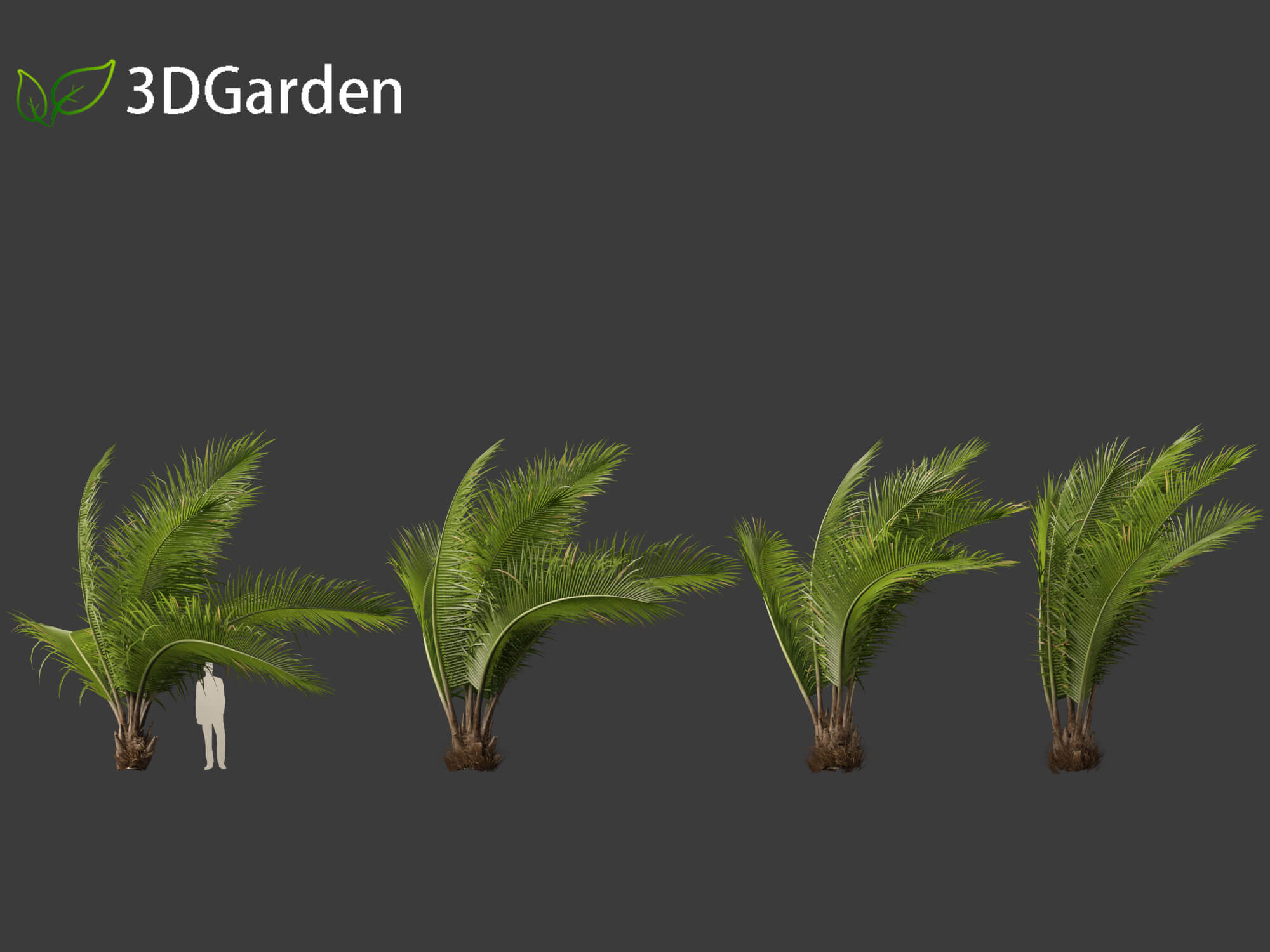 Beccariophoenix Alfredii - High Plateau Coconut Palm 02 3D Model by ...