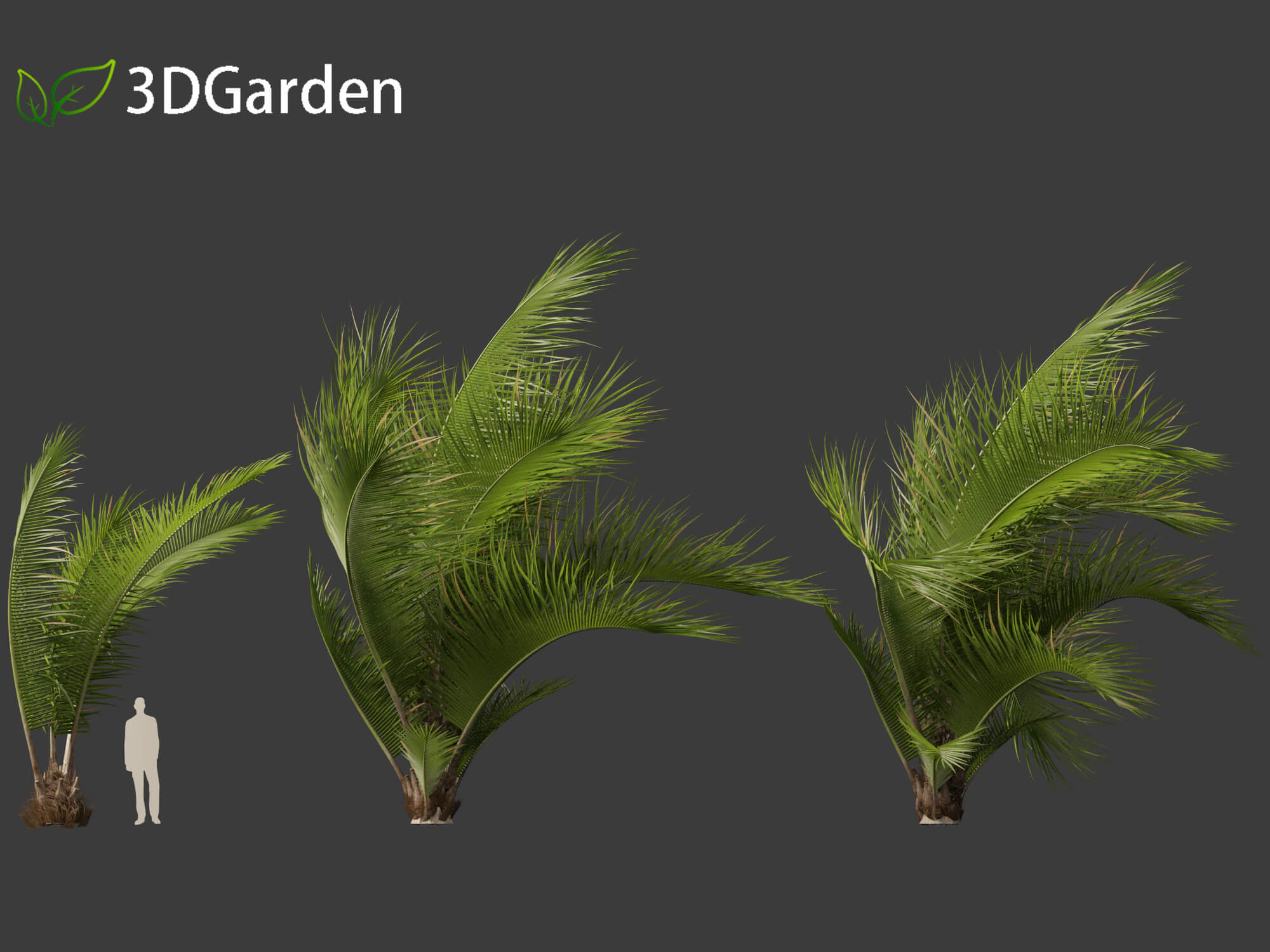 Beccariophoenix Alfredii - High Plateau Coconut Palm 02 3D Model by ...