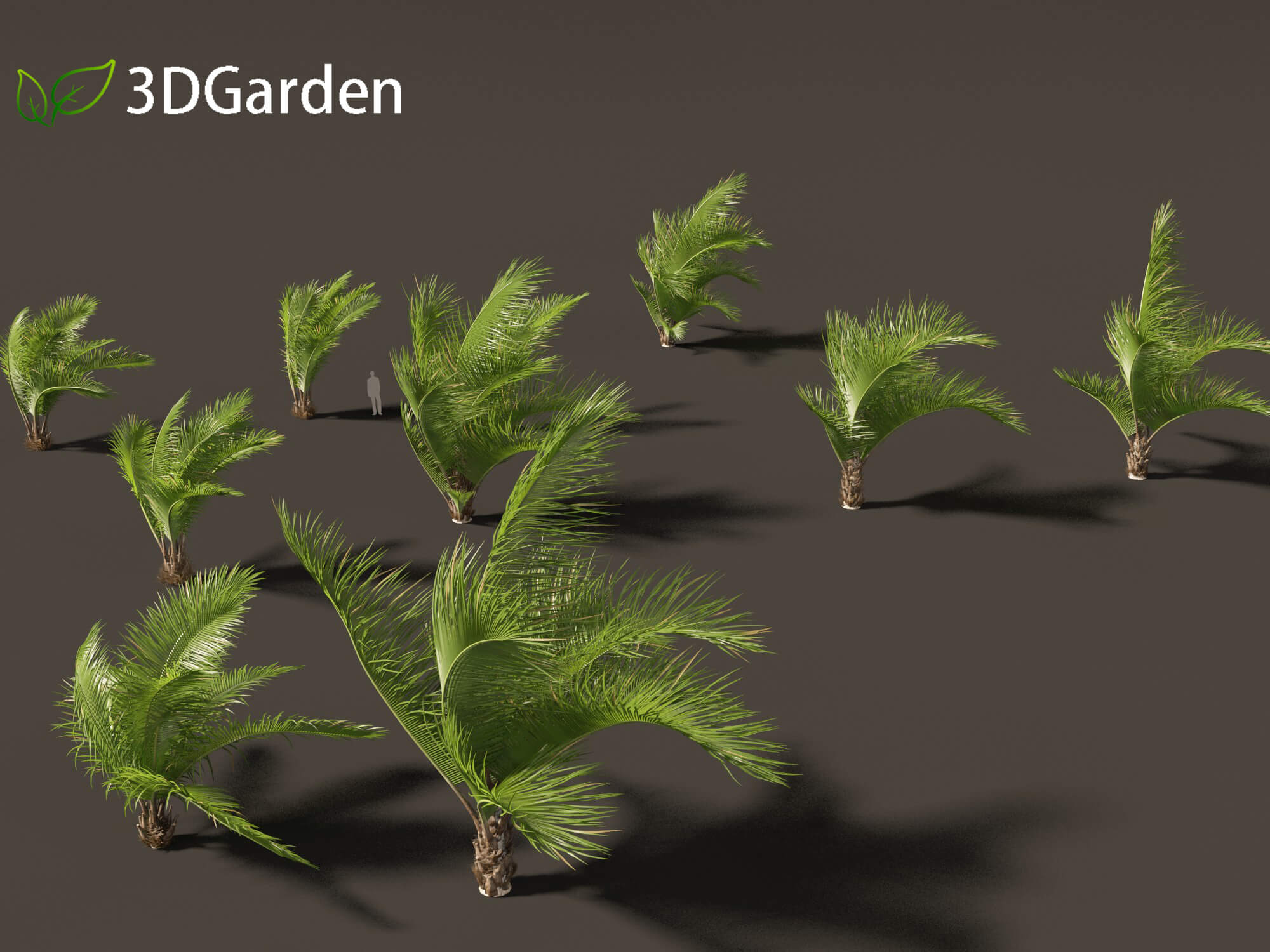 Beccariophoenix Alfredii - High Plateau Coconut Palm 02 3D Model by ...
