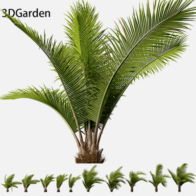 Beccariophoenix Alfredii - High Plateau Coconut Palm 02 3D Model by ...