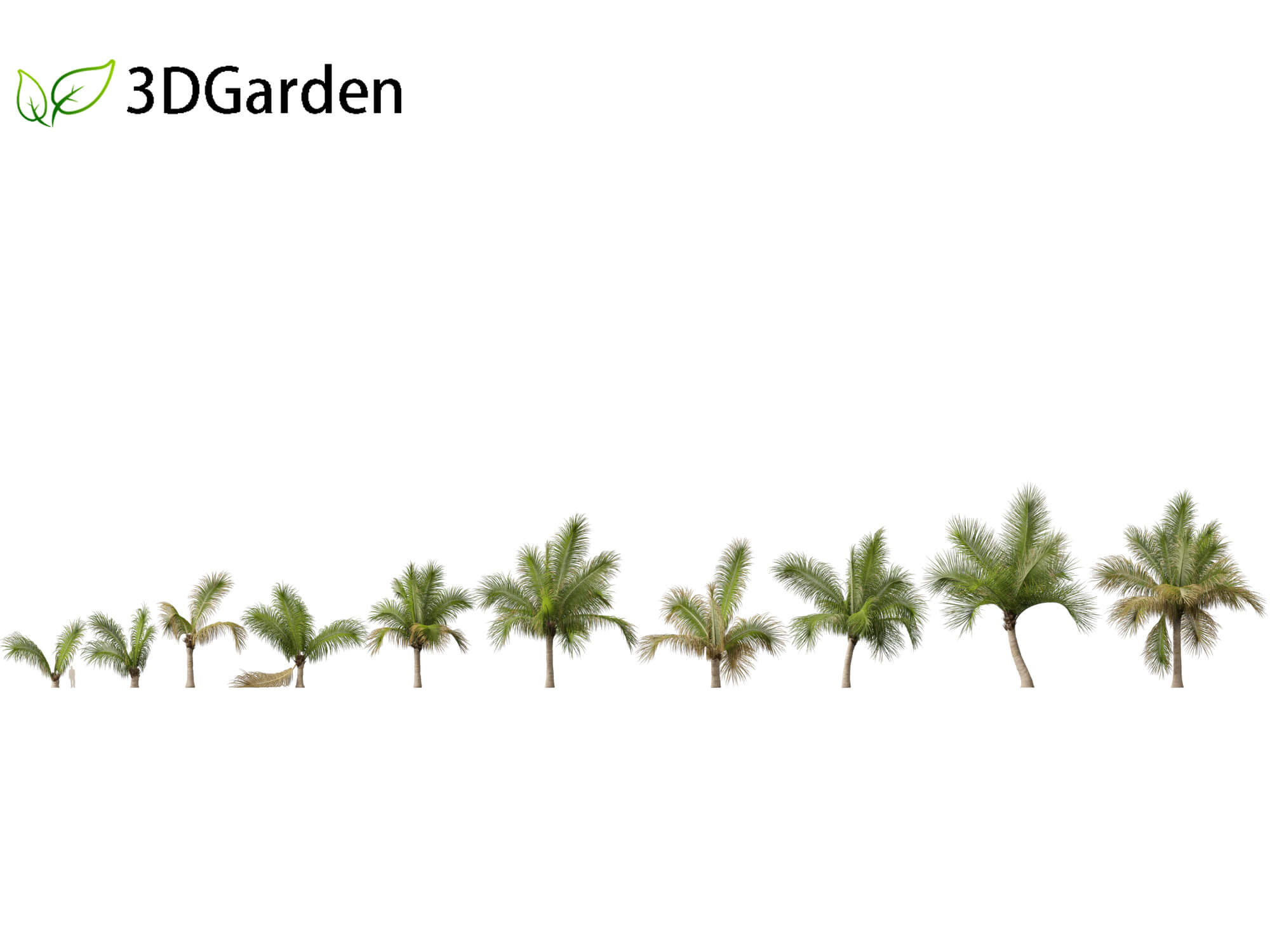 Beccariophoenix Alfredii - High Plateau Coconut Palm 03 3D Model by ...