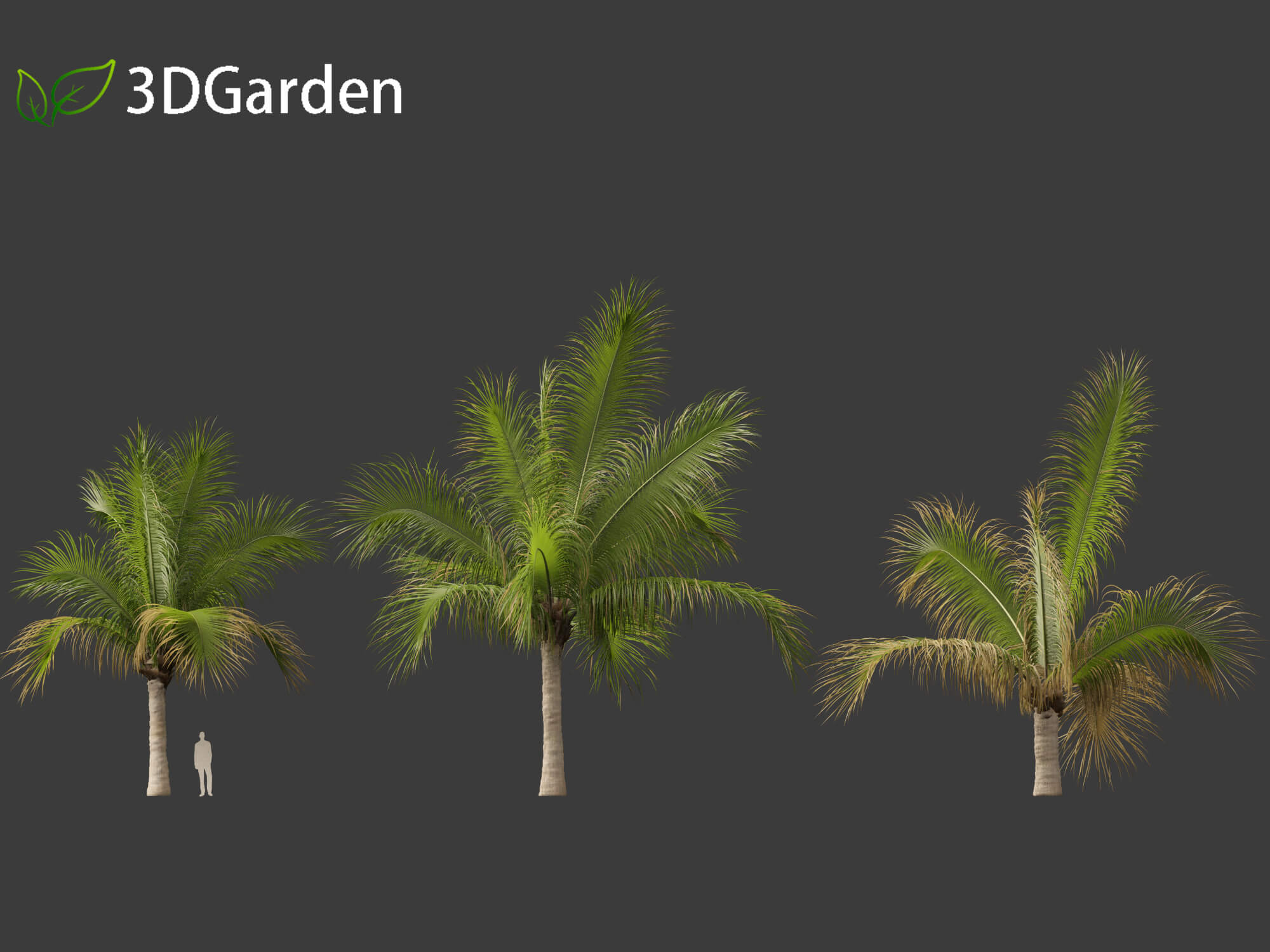 Beccariophoenix Alfredii - High Plateau Coconut Palm 03 3D Model by ...