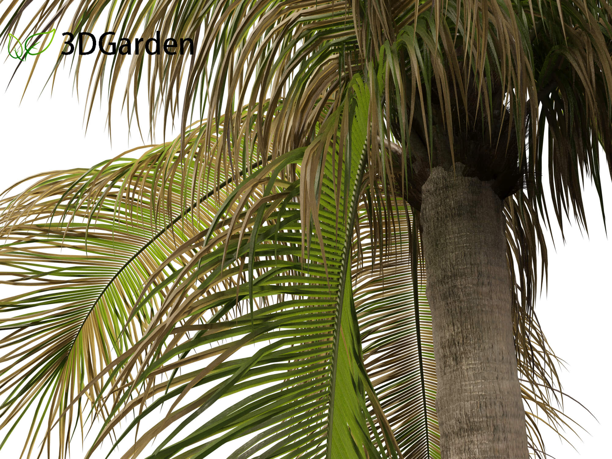 Beccariophoenix Alfredii - High Plateau Coconut Palm 03 3D Model by ...