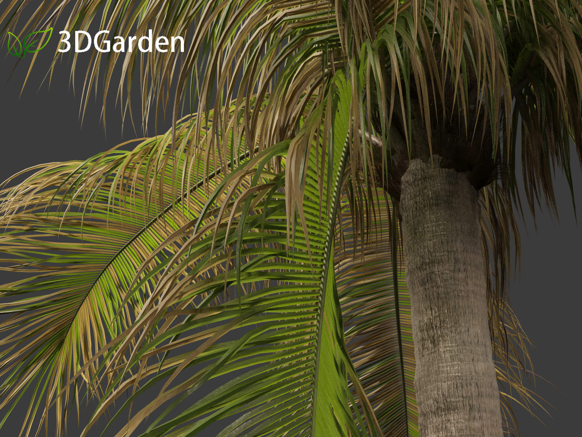 Beccariophoenix Alfredii - High Plateau Coconut Palm 03 3D Model by ...