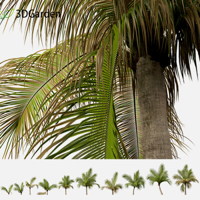 Beccariophoenix Alfredii - High Plateau Coconut Palm 03 3D Model by ...