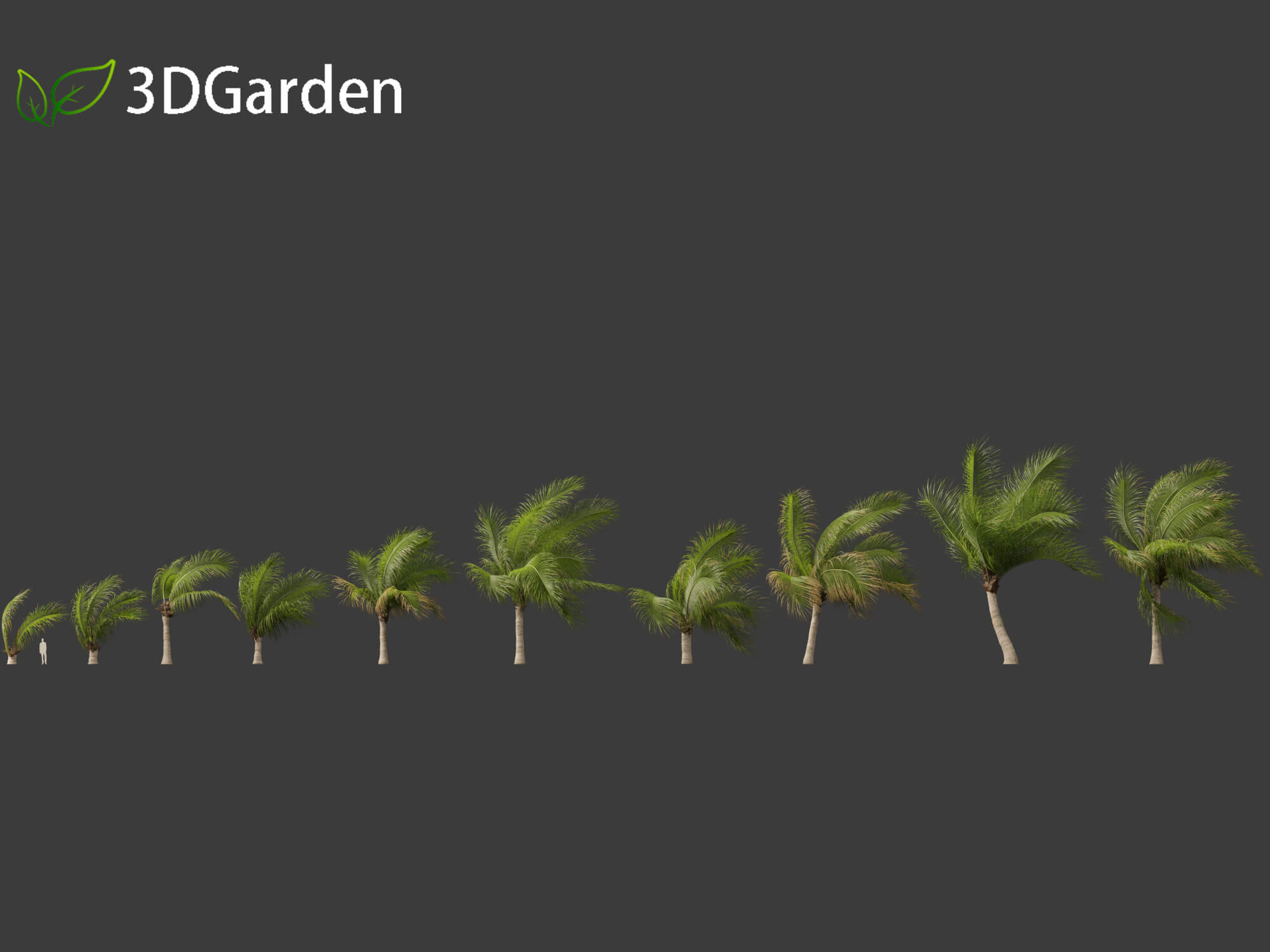 Beccariophoenix Alfredii - High Plateau Coconut Palm 04 3D Model by ...