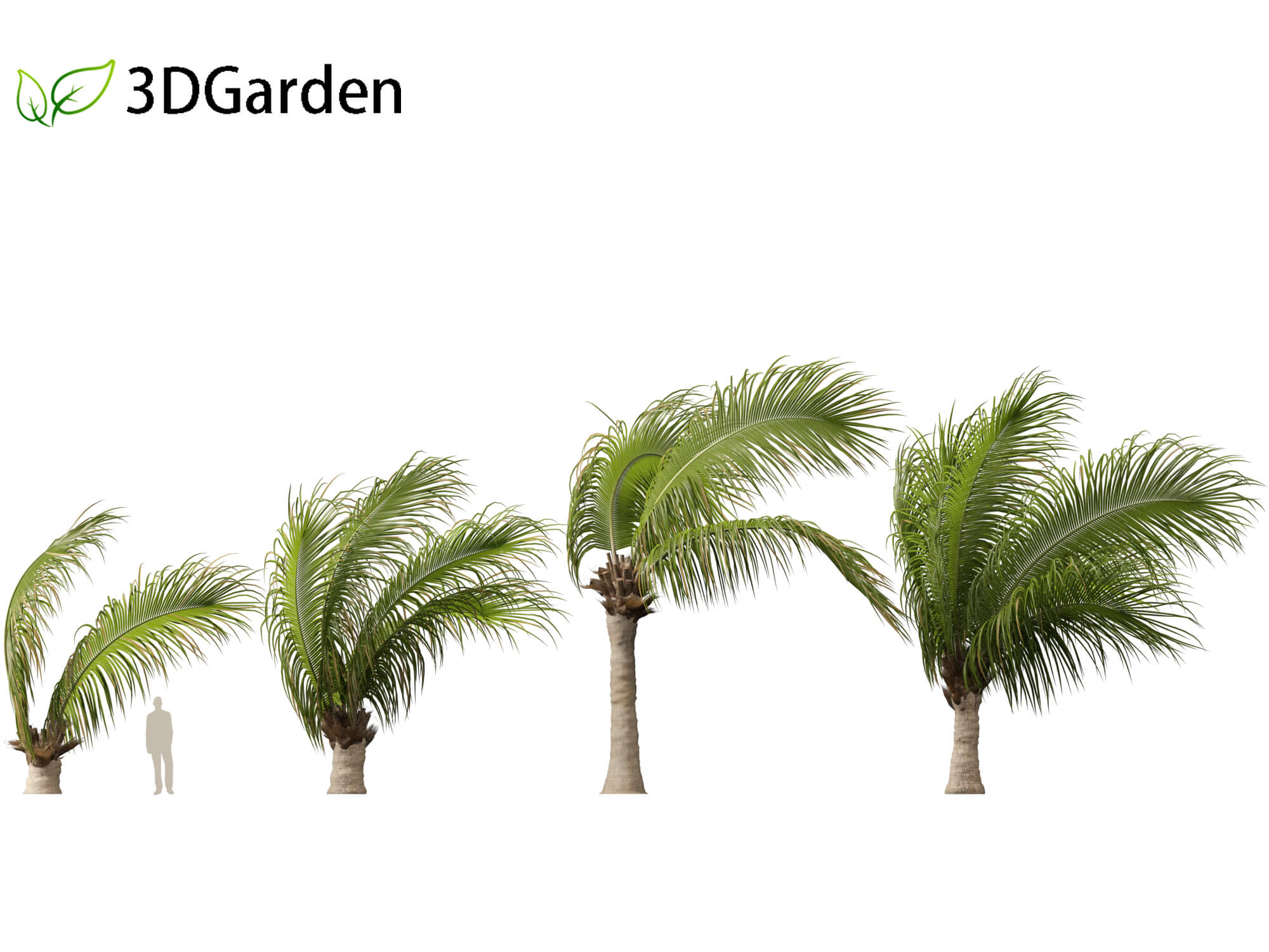 Beccariophoenix Alfredii - High Plateau Coconut Palm 04 3D Model by ...